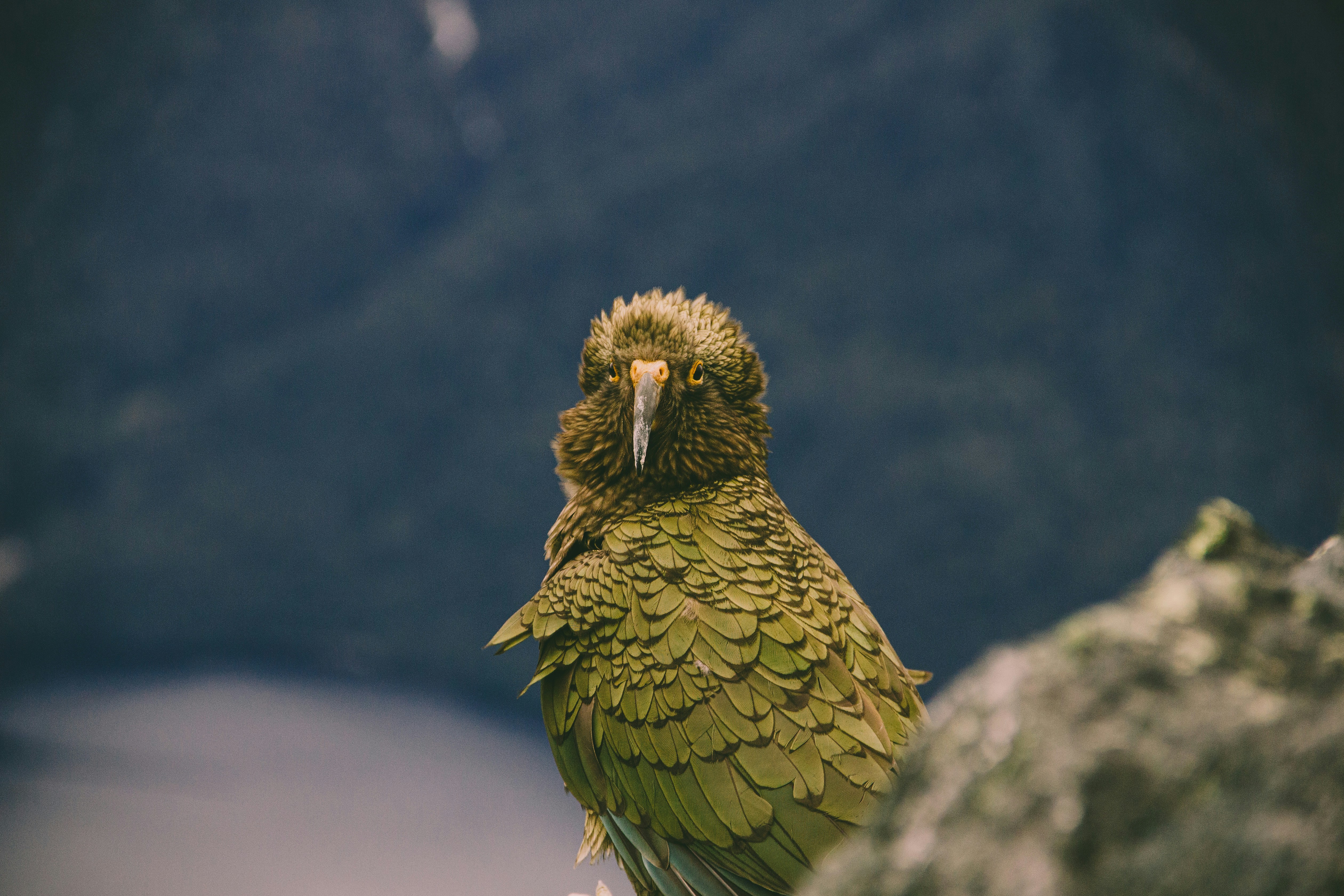 A kea bird perched on a rocky ledge, showcasing its vibrant green plumage against a blurred mountainous backdrop.