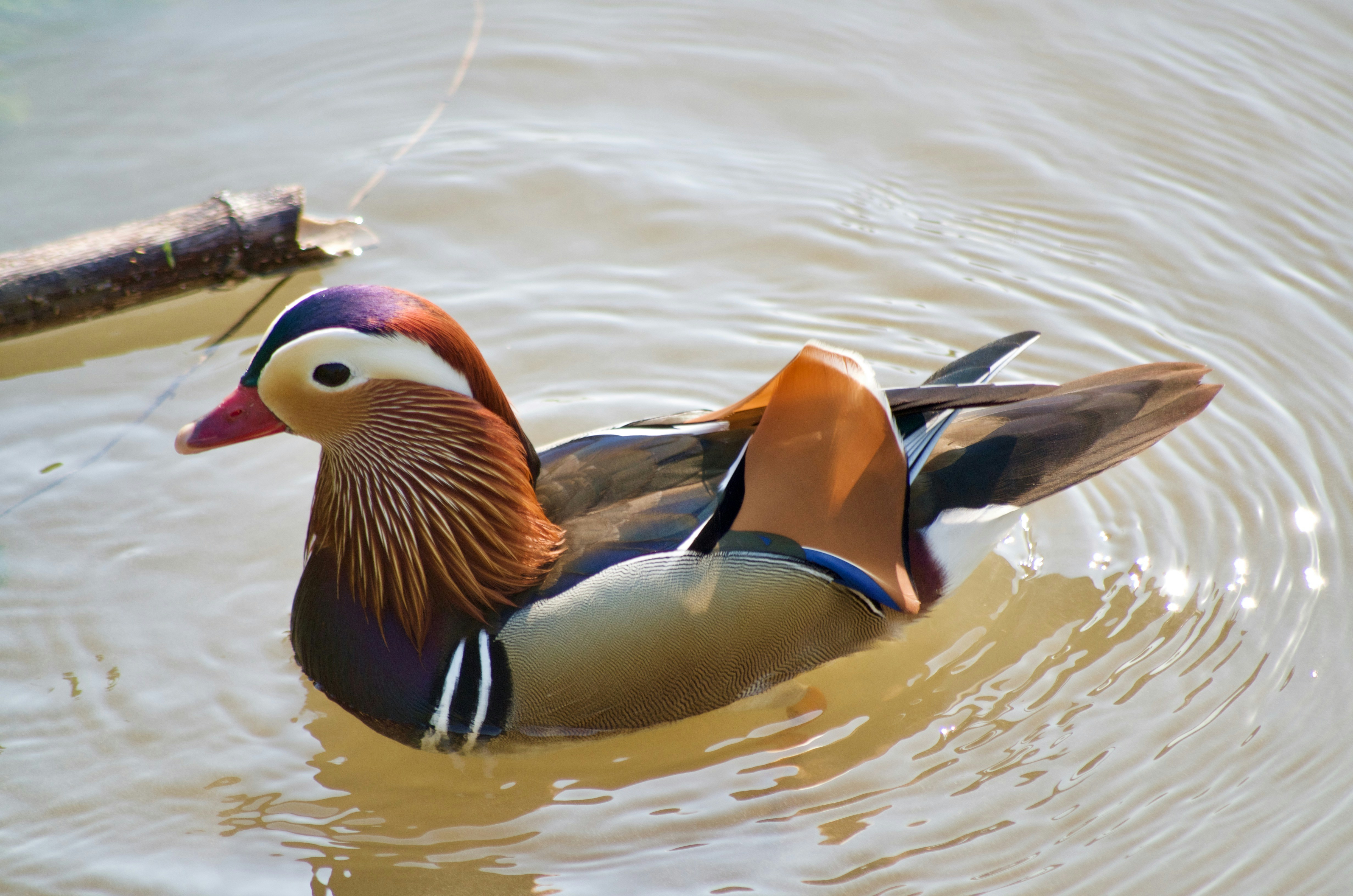 Mandarin duck floats on rippling water, its vibrant plumage lit by warm light. The composition highlights the bird's intricate feather patterns and the circular ripples trailing behind it.