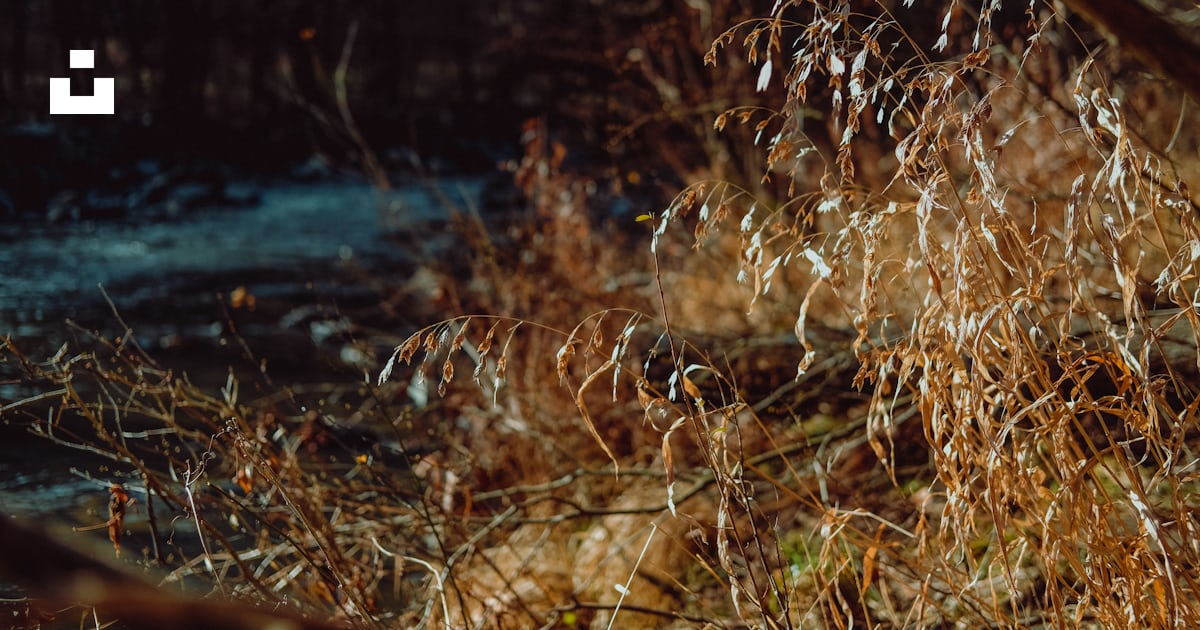 Brown Grass Near Body Of Water During Daytime Photo Free Grass Image