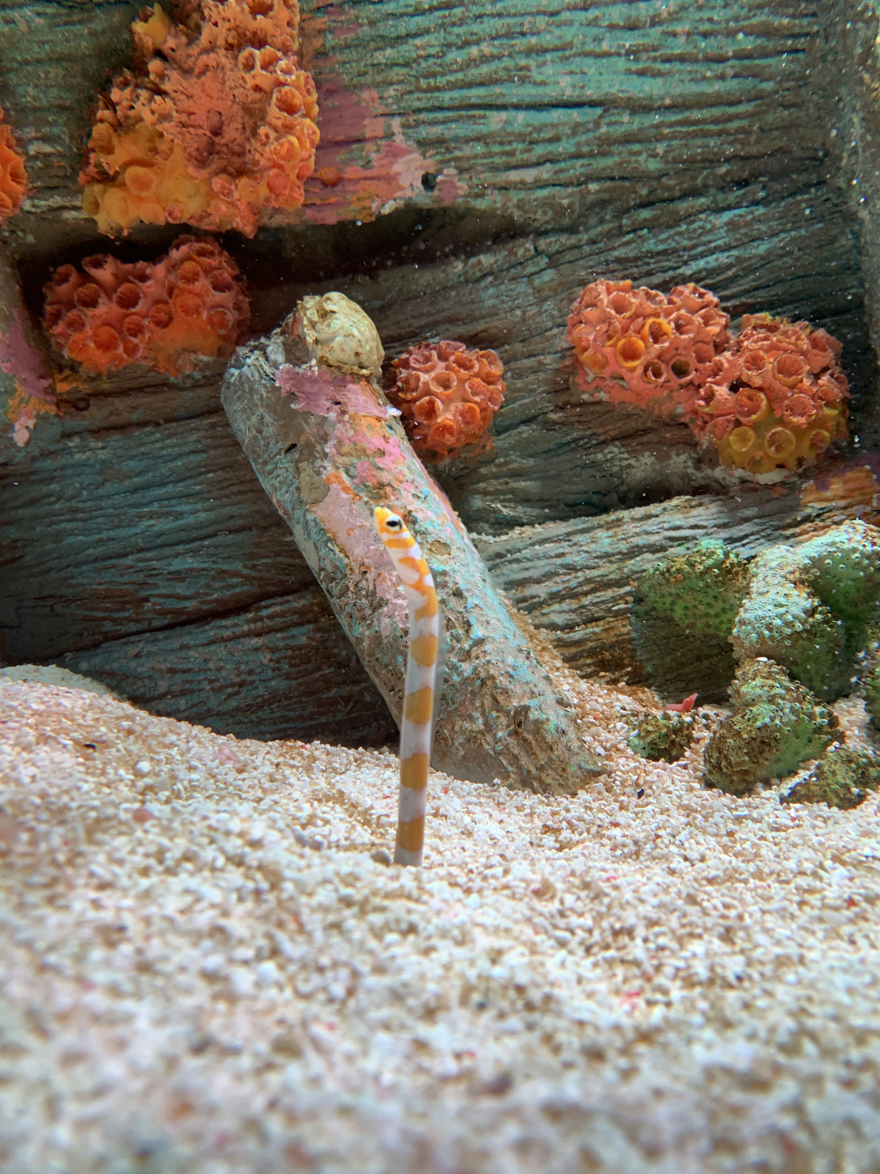 Striped Tube Rising in a Sandy Nano Reef