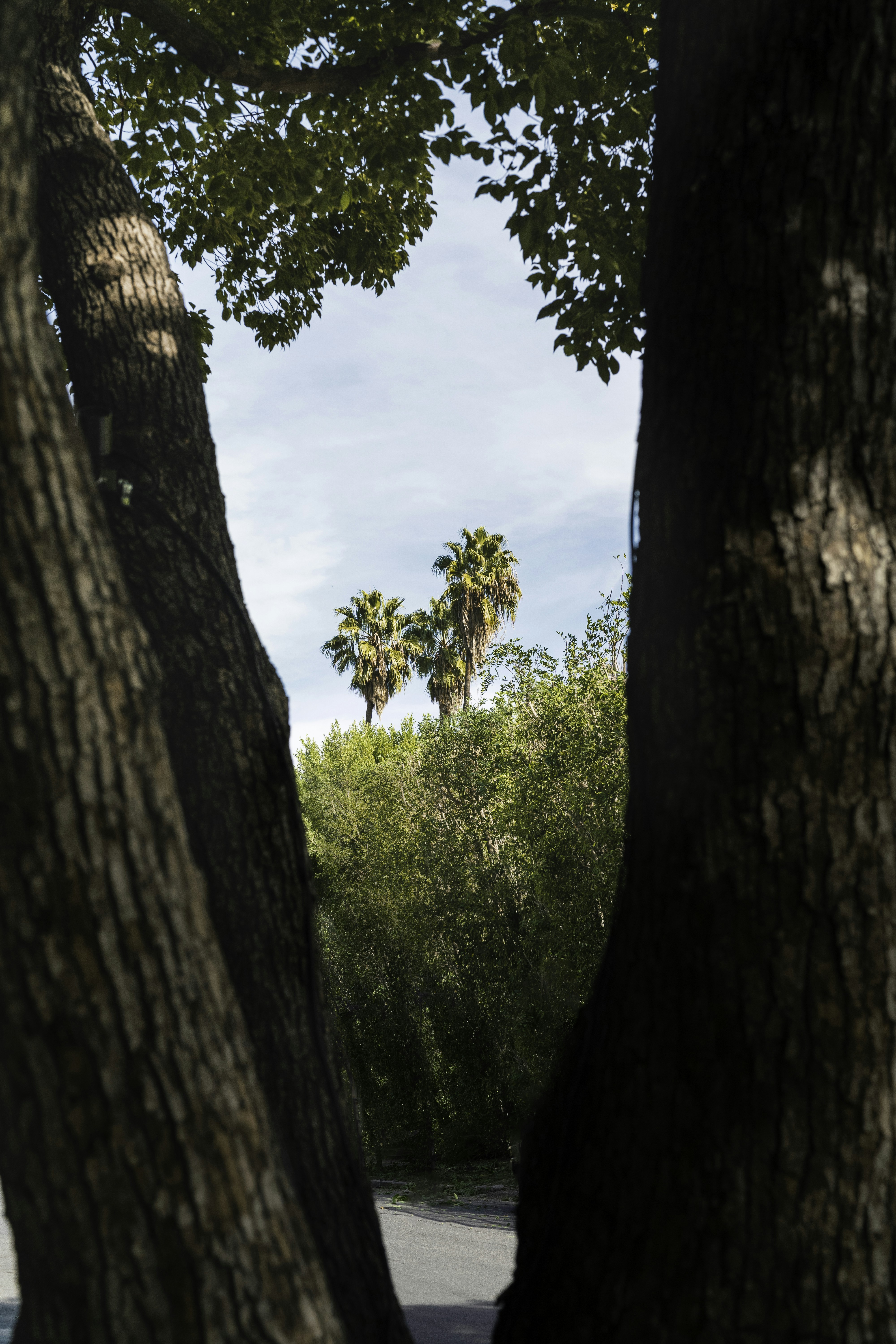 Between Trunks: Skyline of Palm Treasures