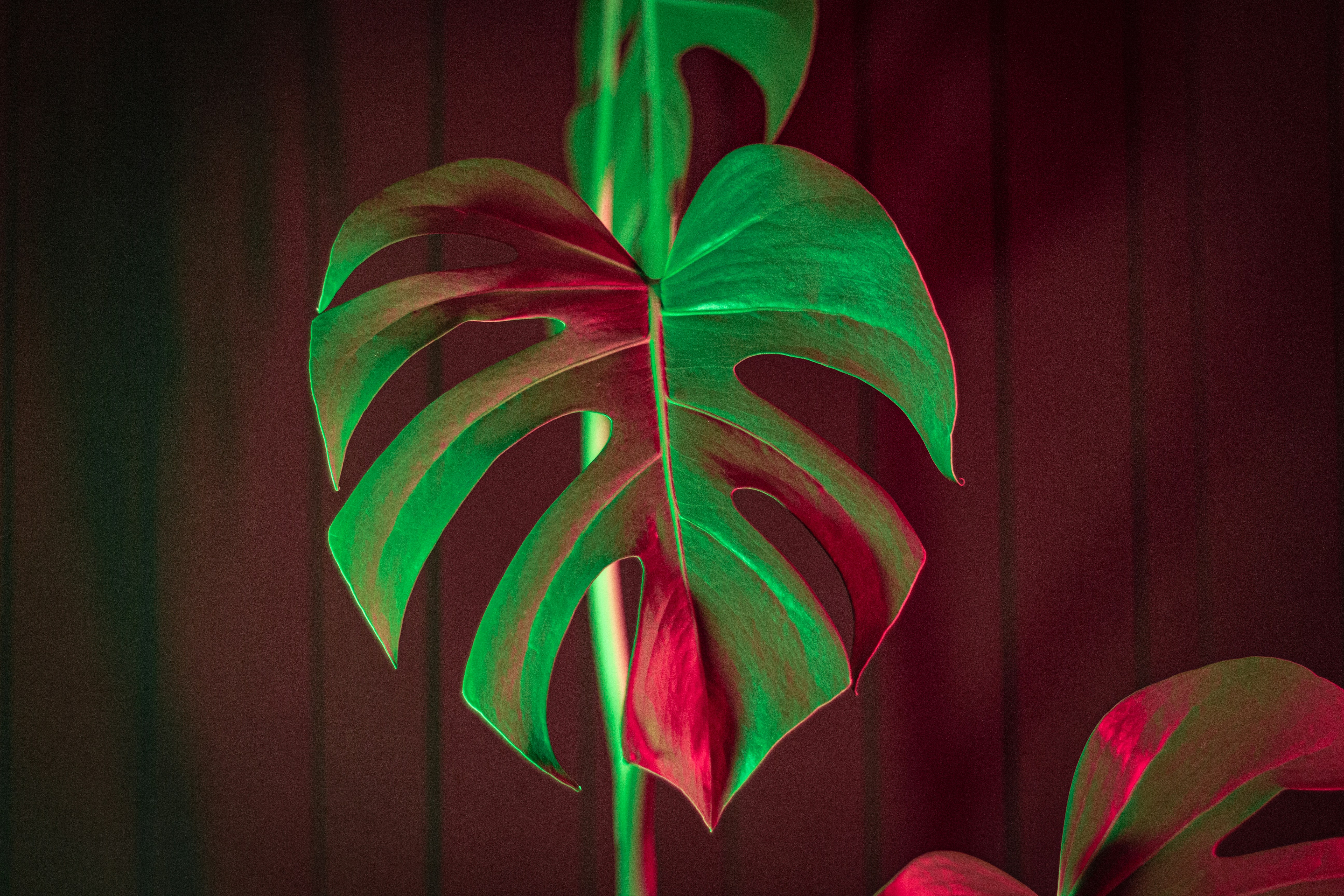 500+ Monstera Leaf Pictures [HD] | Download Free Images on Unsplash