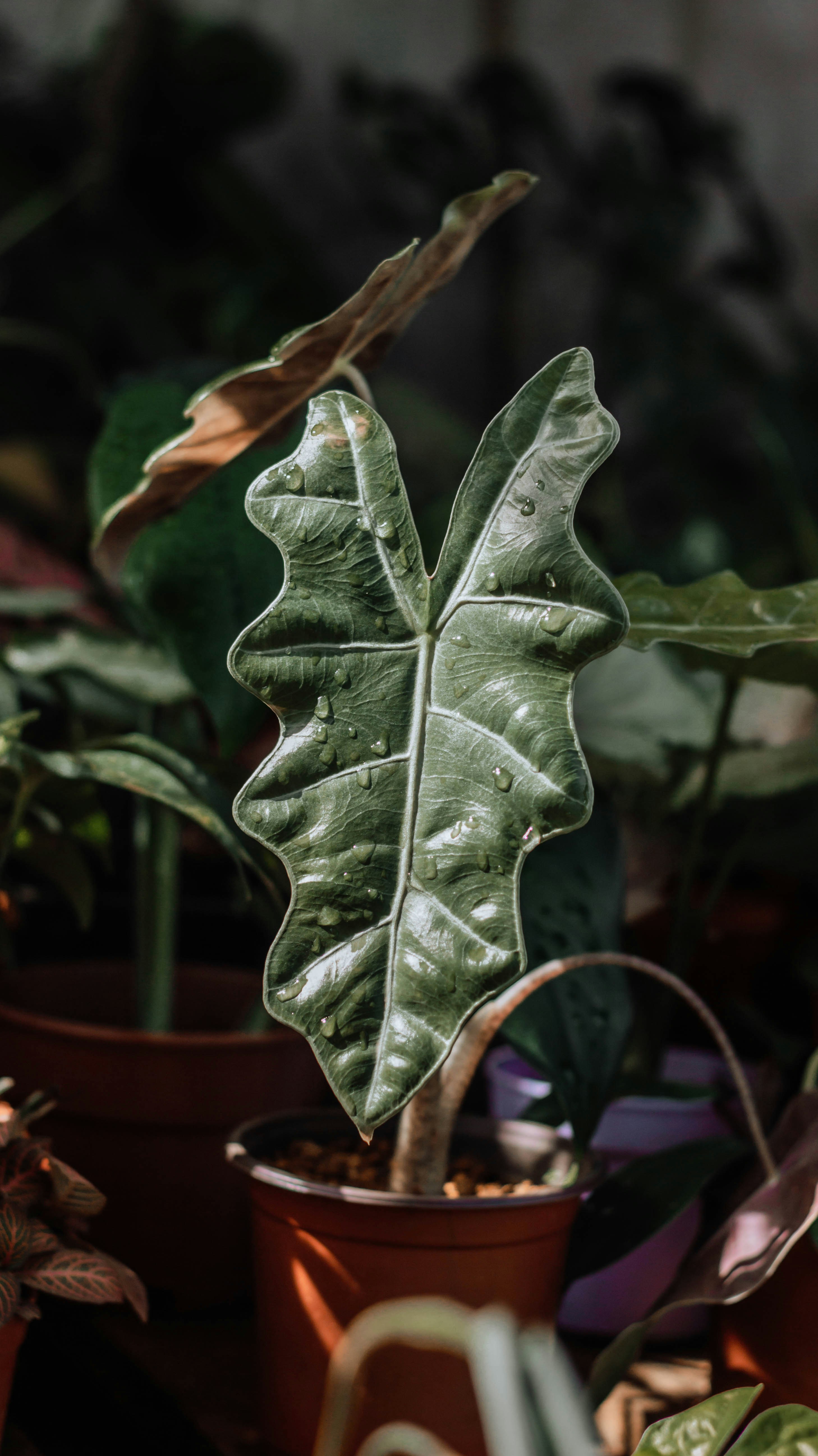 Alocasia Genus - Your Plant Helper
