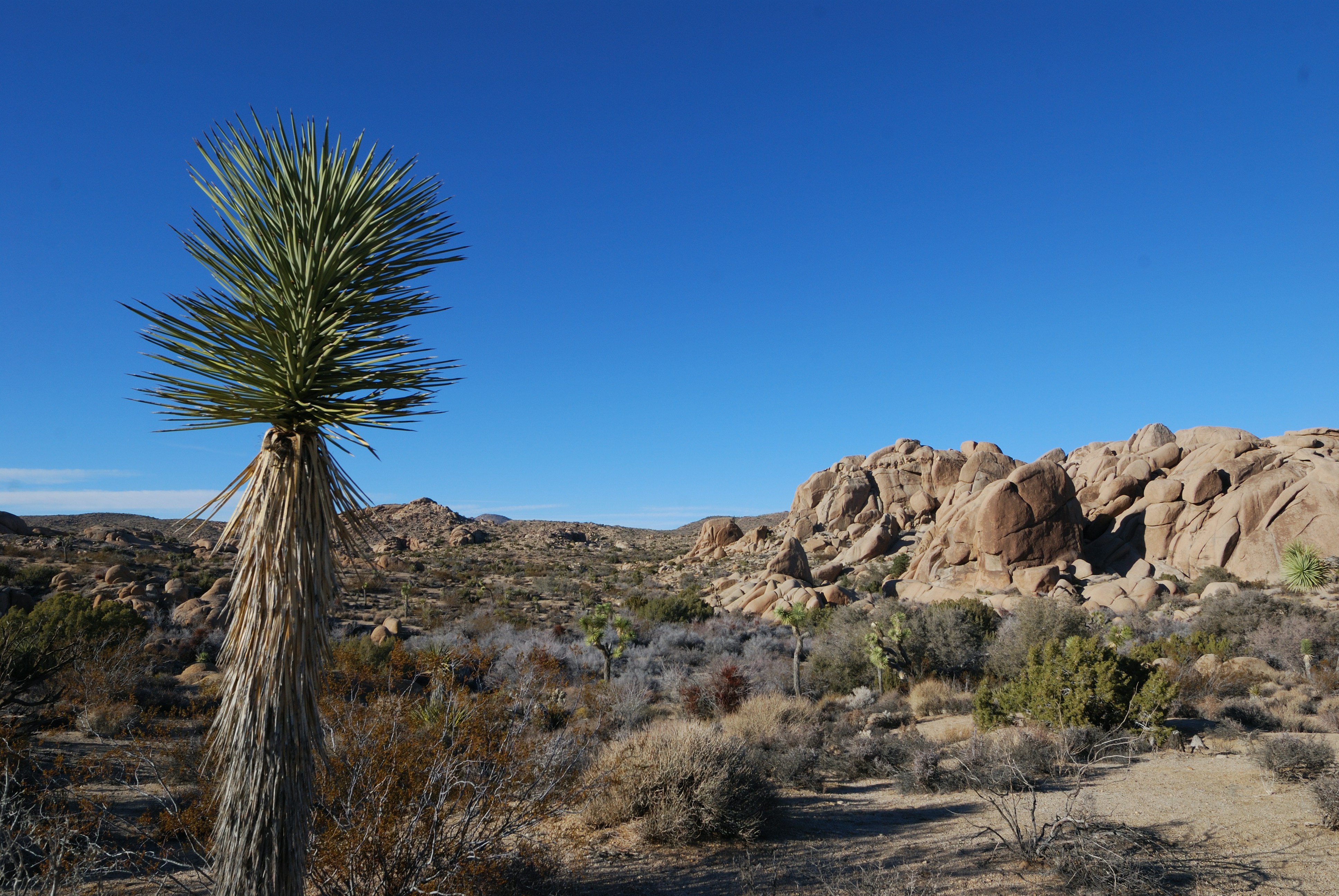 Desert Sentinel: Joshua Tree Framed by Granite Seas Under a Cobalt Sky