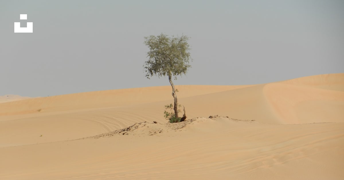 Foto Árbol Verde En El Desierto Durante El Día Imagen Desierto Gratis