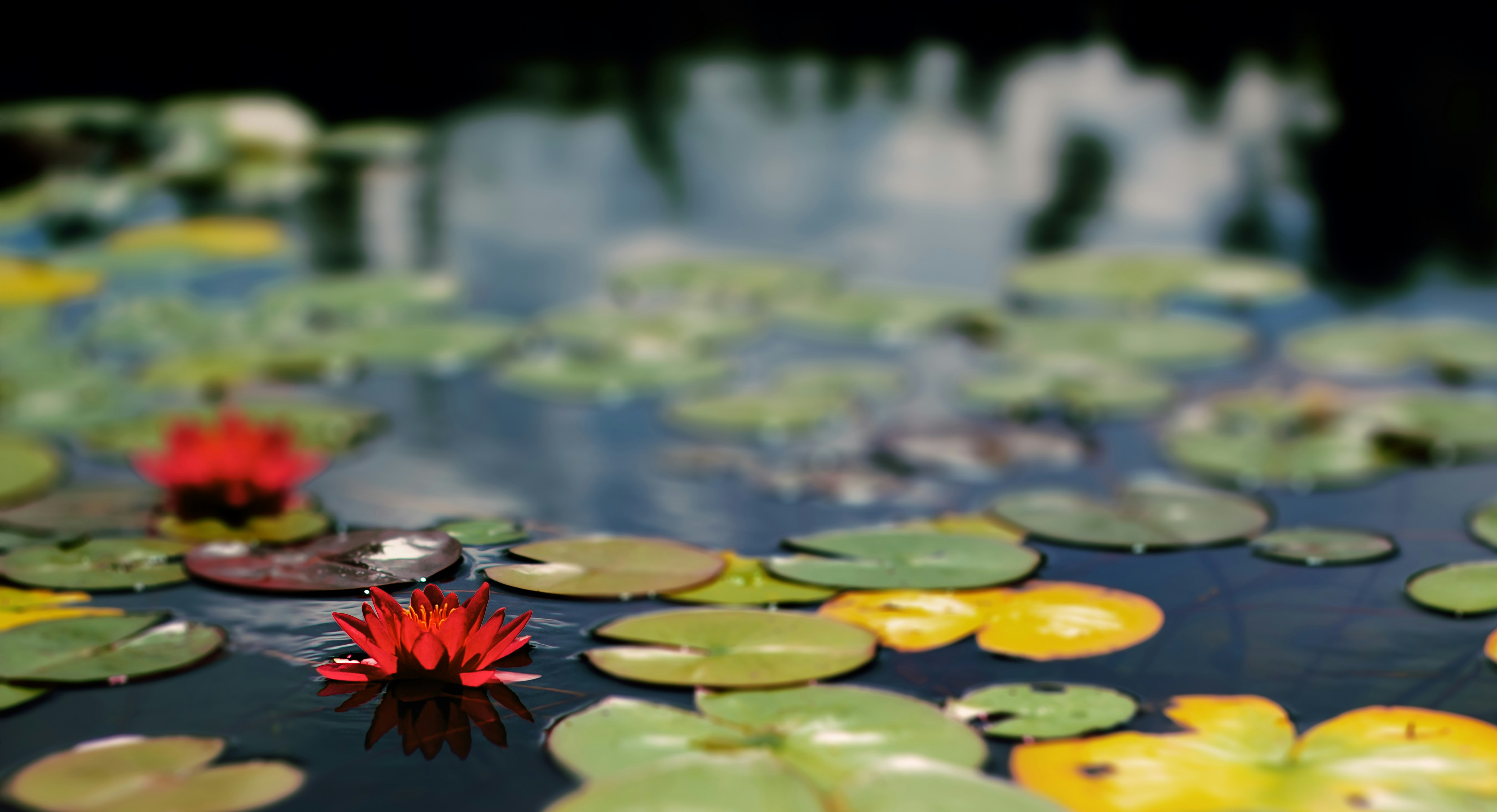 Crimson Lily Anchored in a Quiet Pond