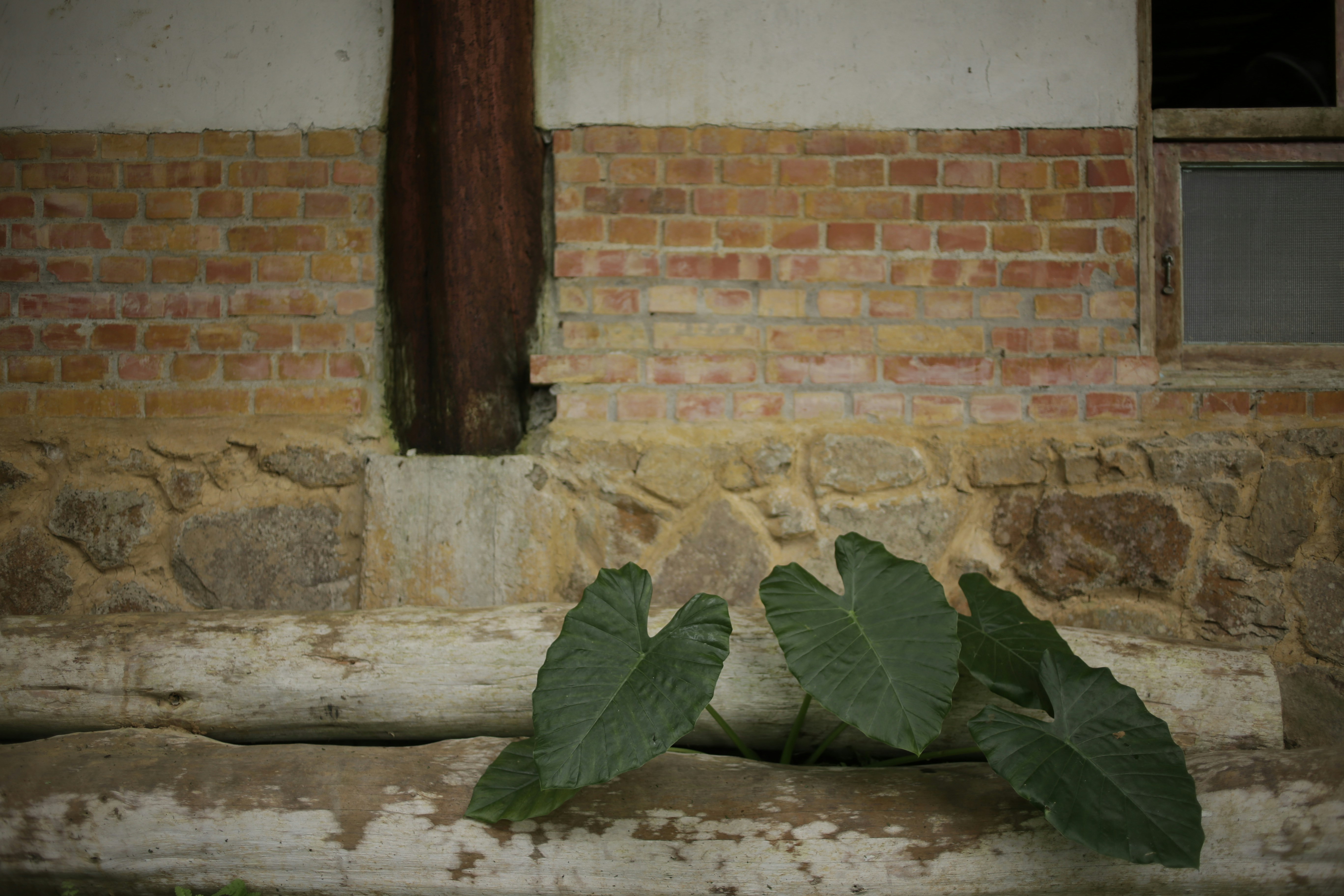Verdant Leaves Resting on a Weathered Log Against a Brick-Stone Wall