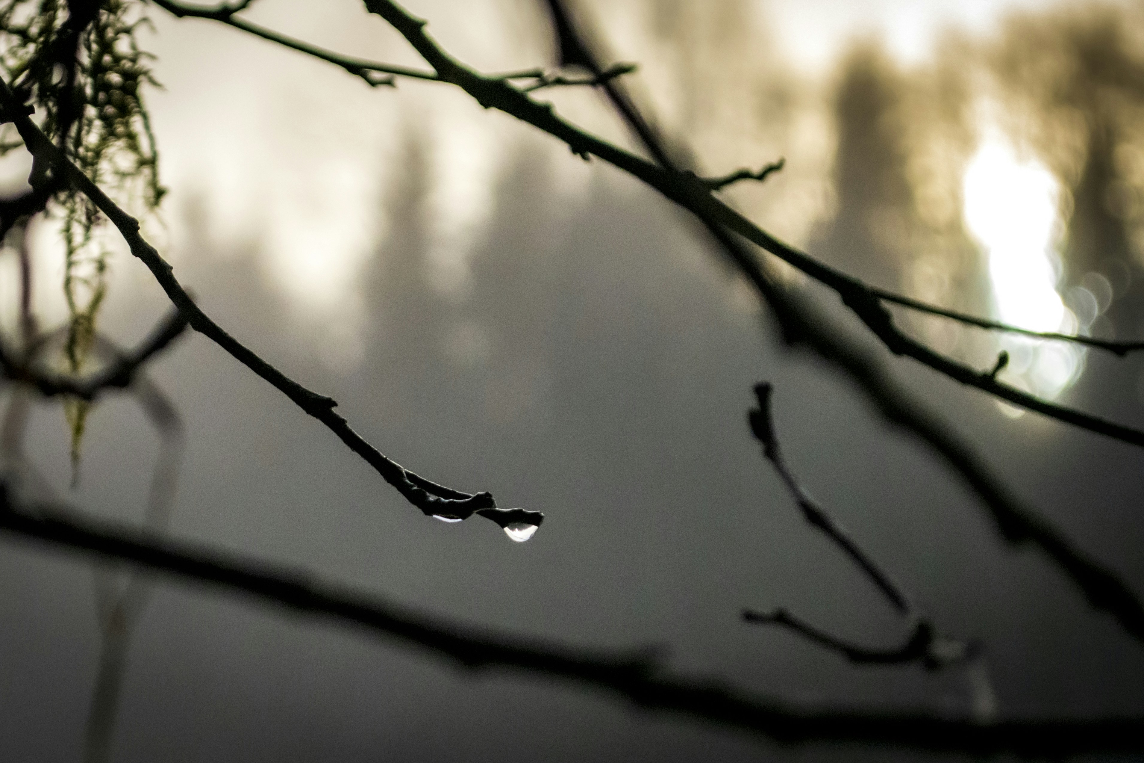 A solitary water droplet clings to a branch, surrounded by a misty forest backdrop, evoking a sense of tranquility and connection to nature.