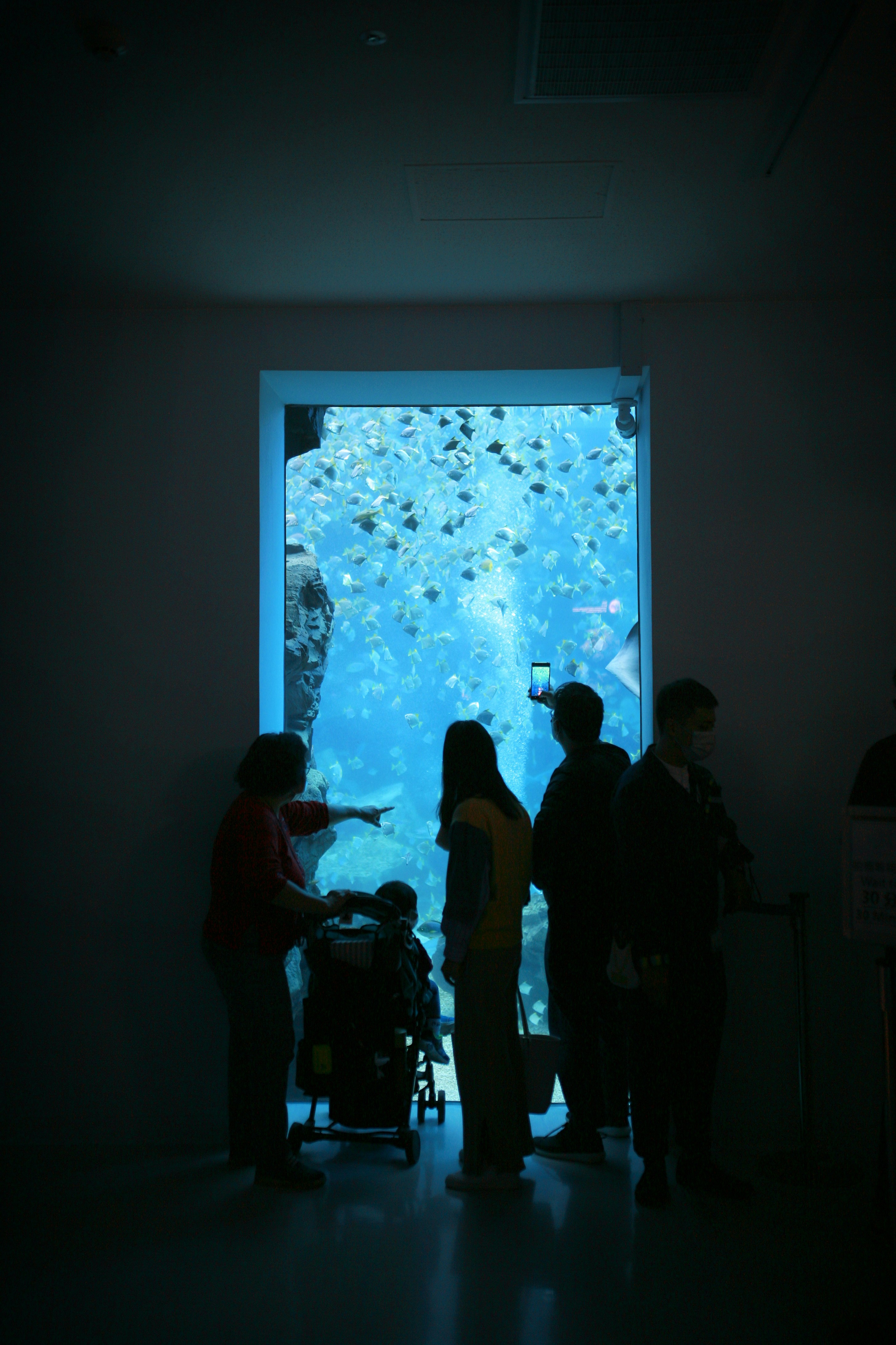 Blue Gate into the Reef: Silhouettes at a bustling fish tunnel