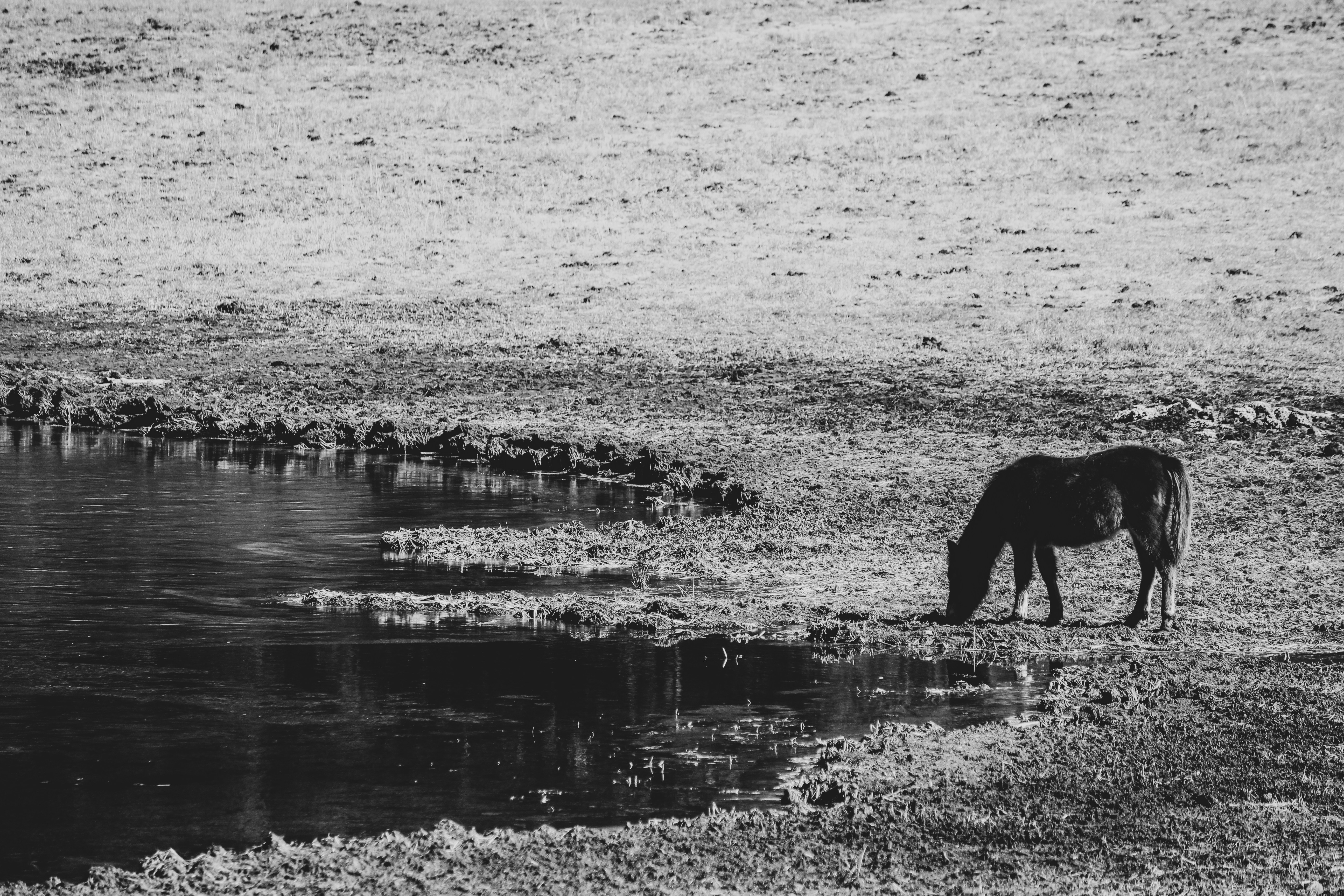 Noir Equine at the Tidal Edge