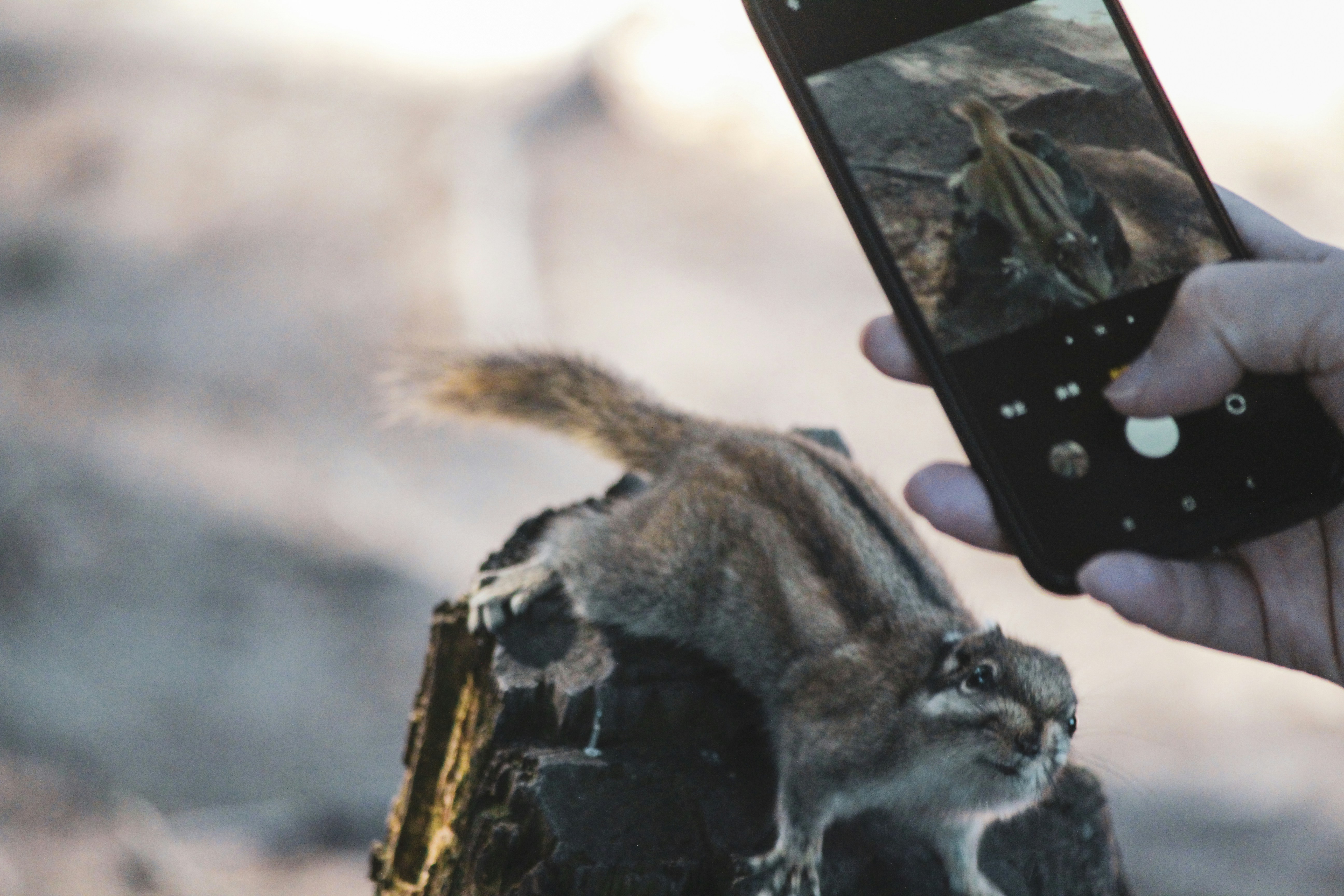 Log-Side Squirrel Snapshot: A Smartphone Becomes the Studio