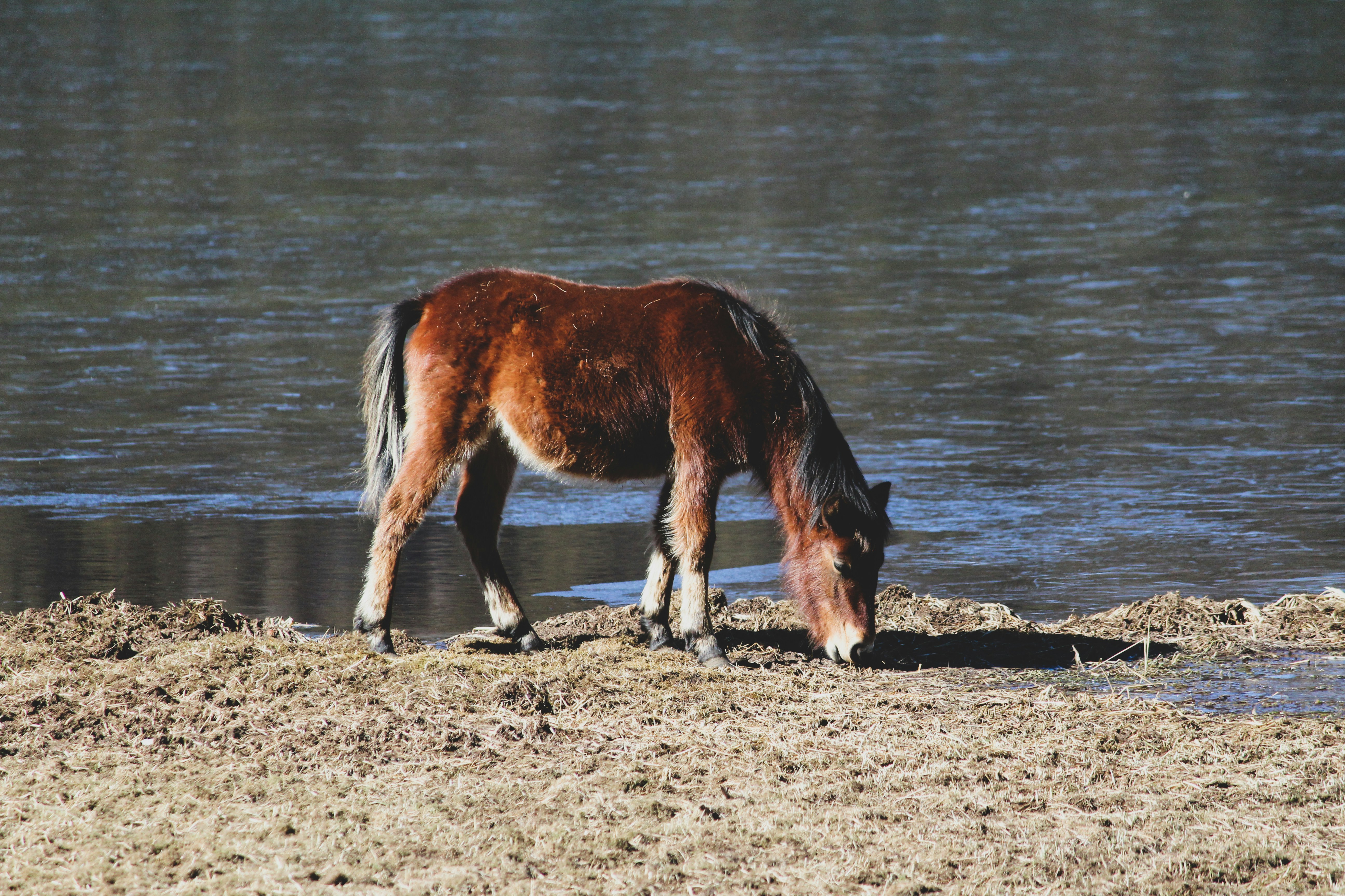 Sunlit riverbank grazing: a chestnut pony by the water
