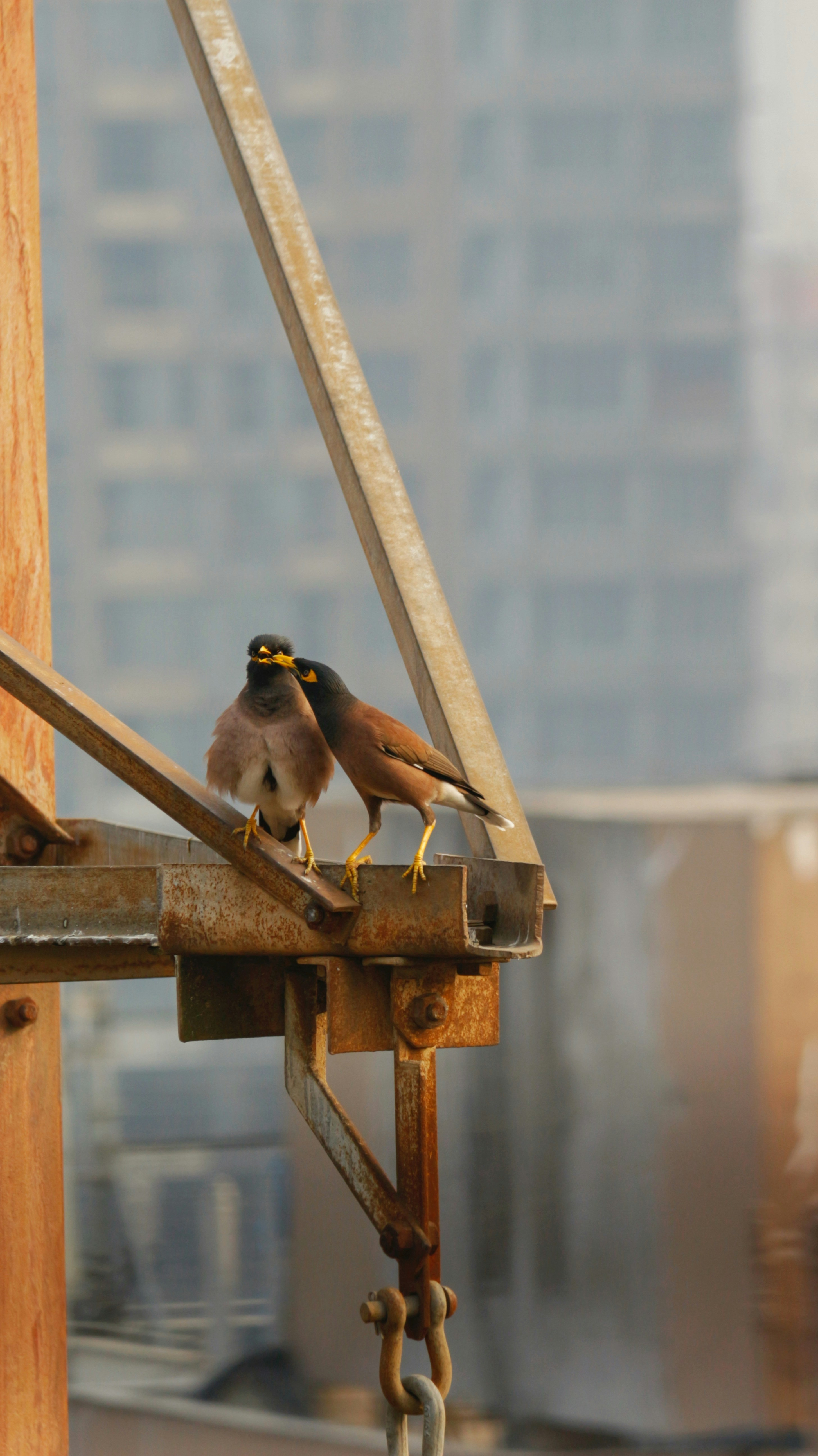 Rusted Skyline Perch: Sparrows on a Rooftop Gantry