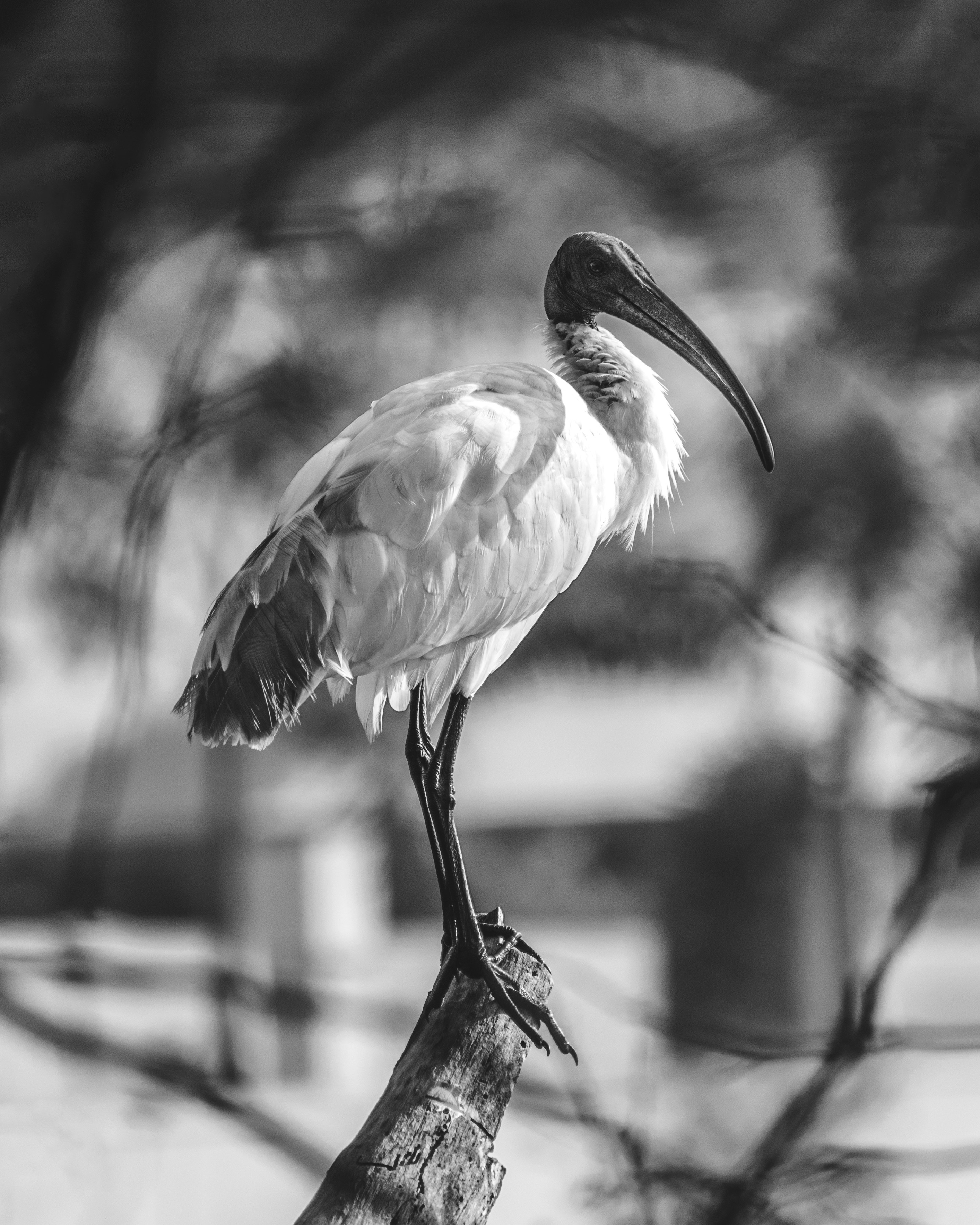 Grayscale photo of a bird photo – Free Bird watching Image on Unsplash