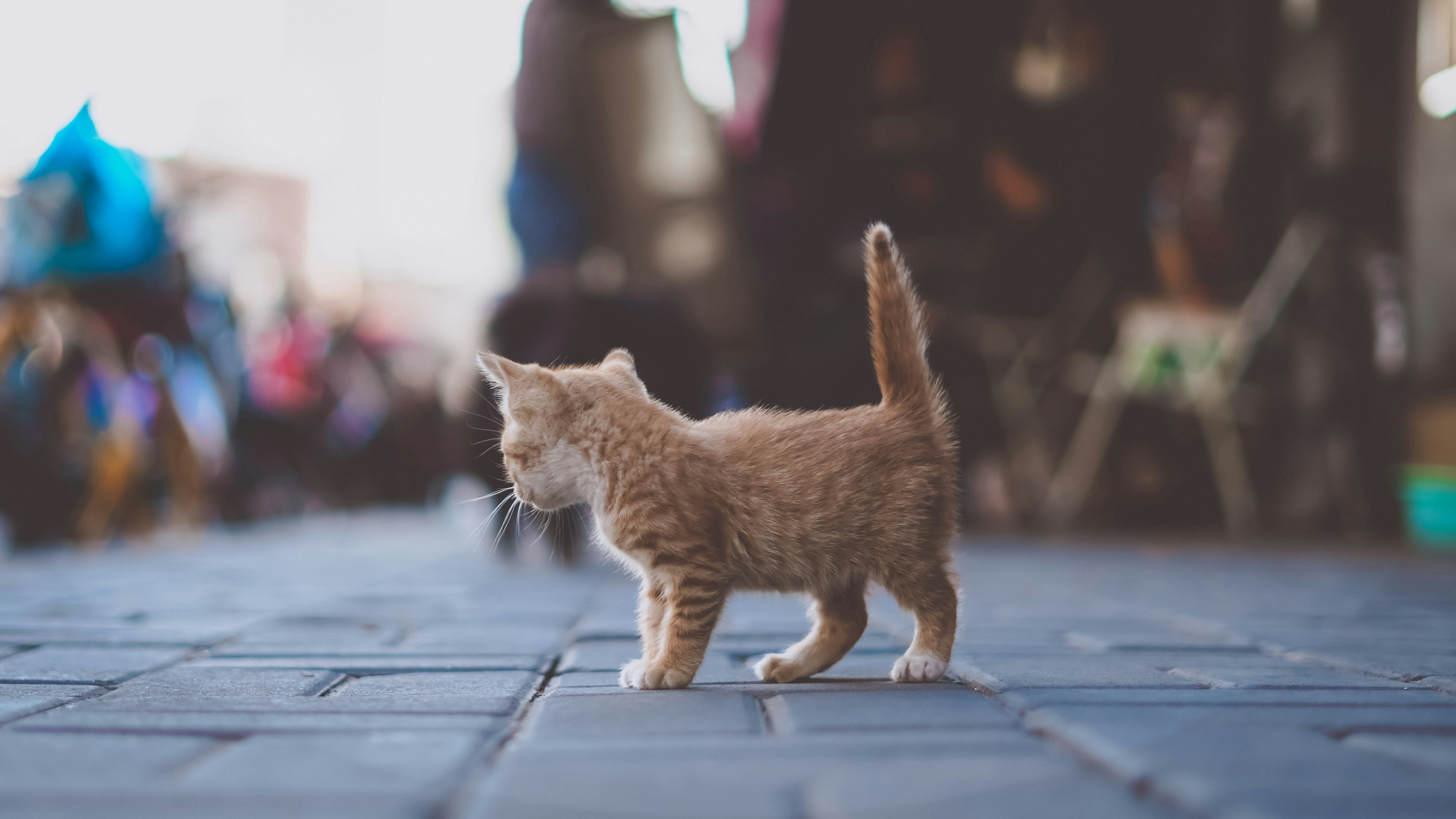 A playful ginger kitten explores its surroundings on a cobblestone path, with blurred figures in the background creating a lively atmosphere.