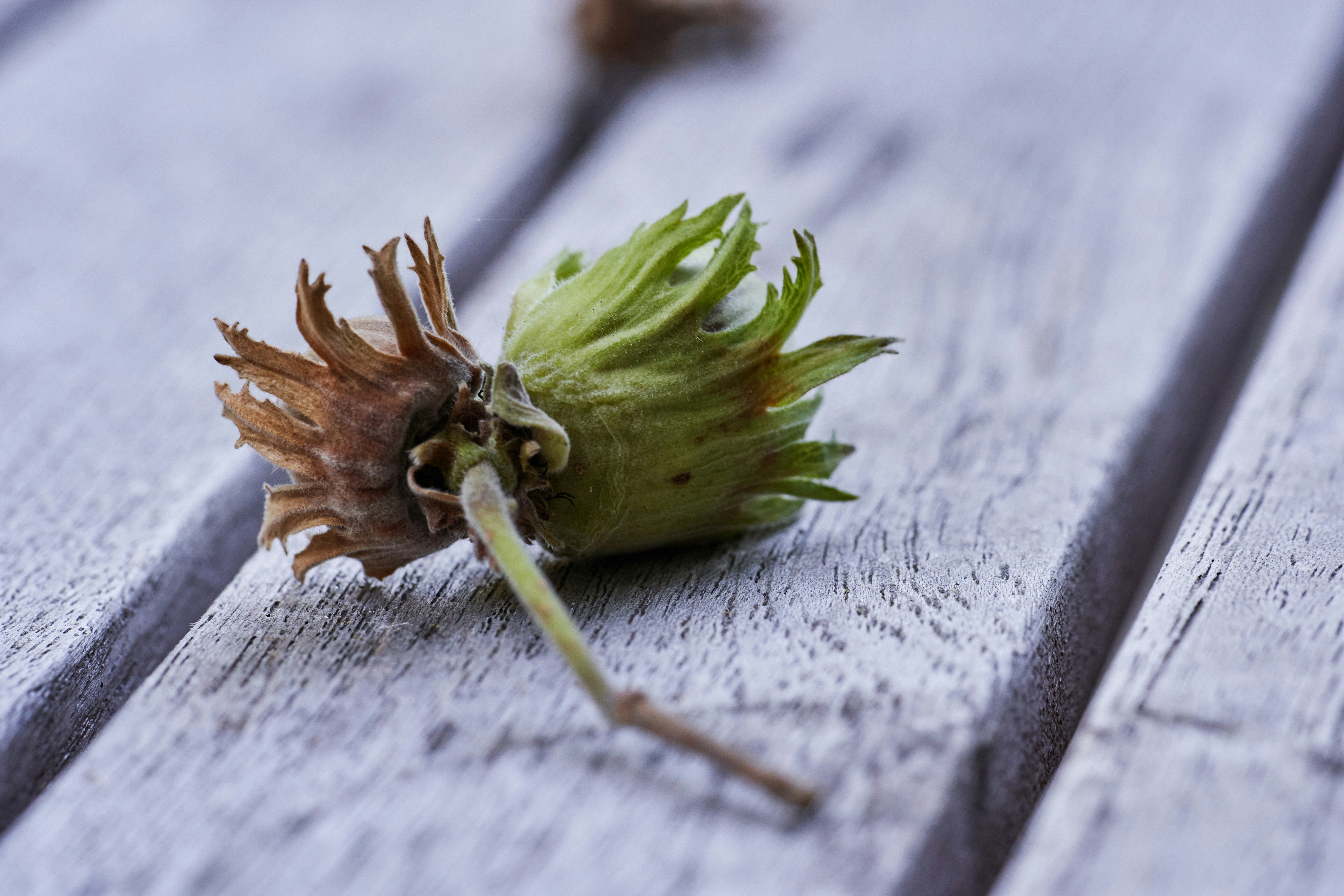 Withered Nut on Weathered Slats