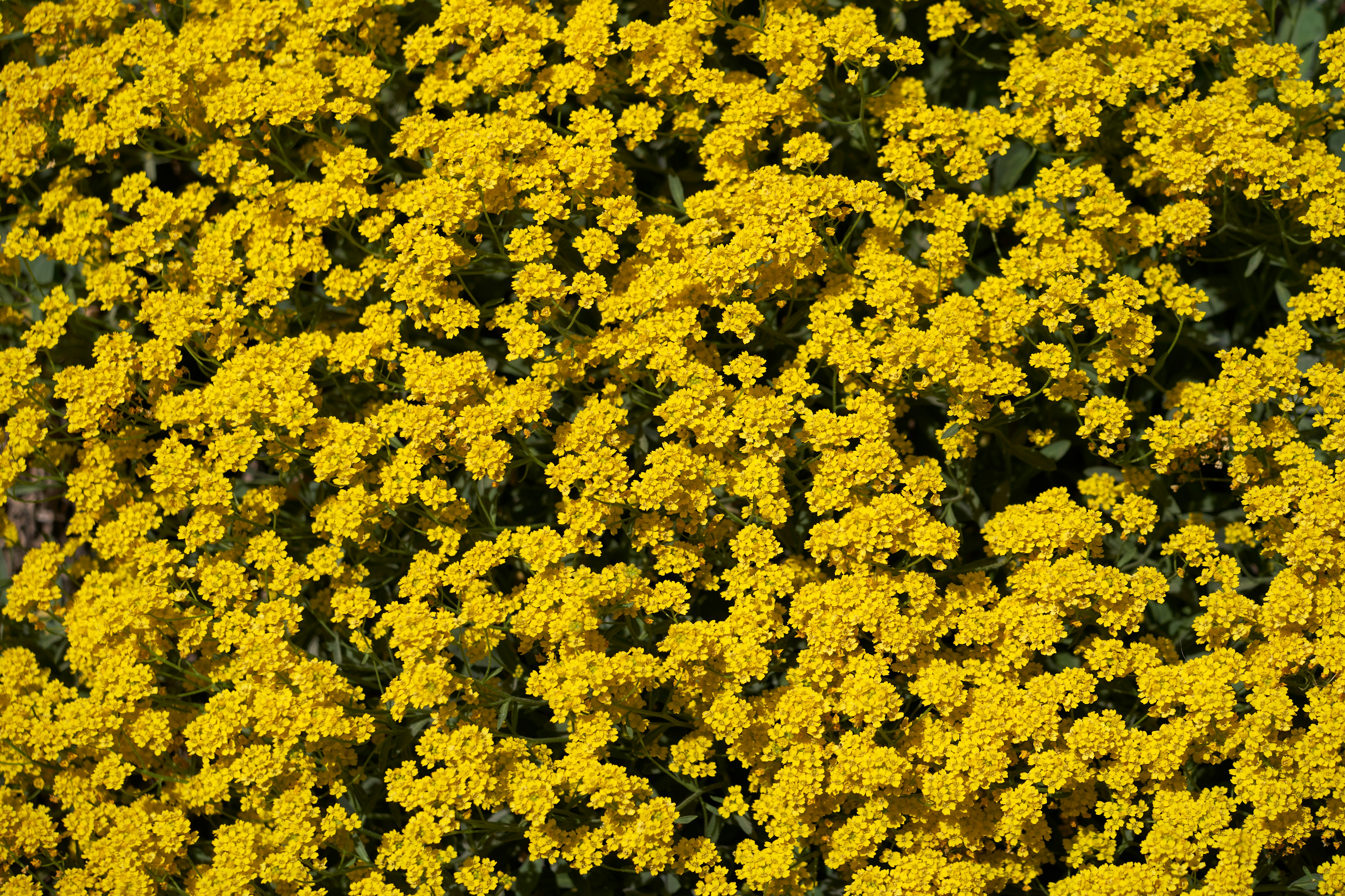 Flower Bush Pictures | Download Free Images on Unsplash