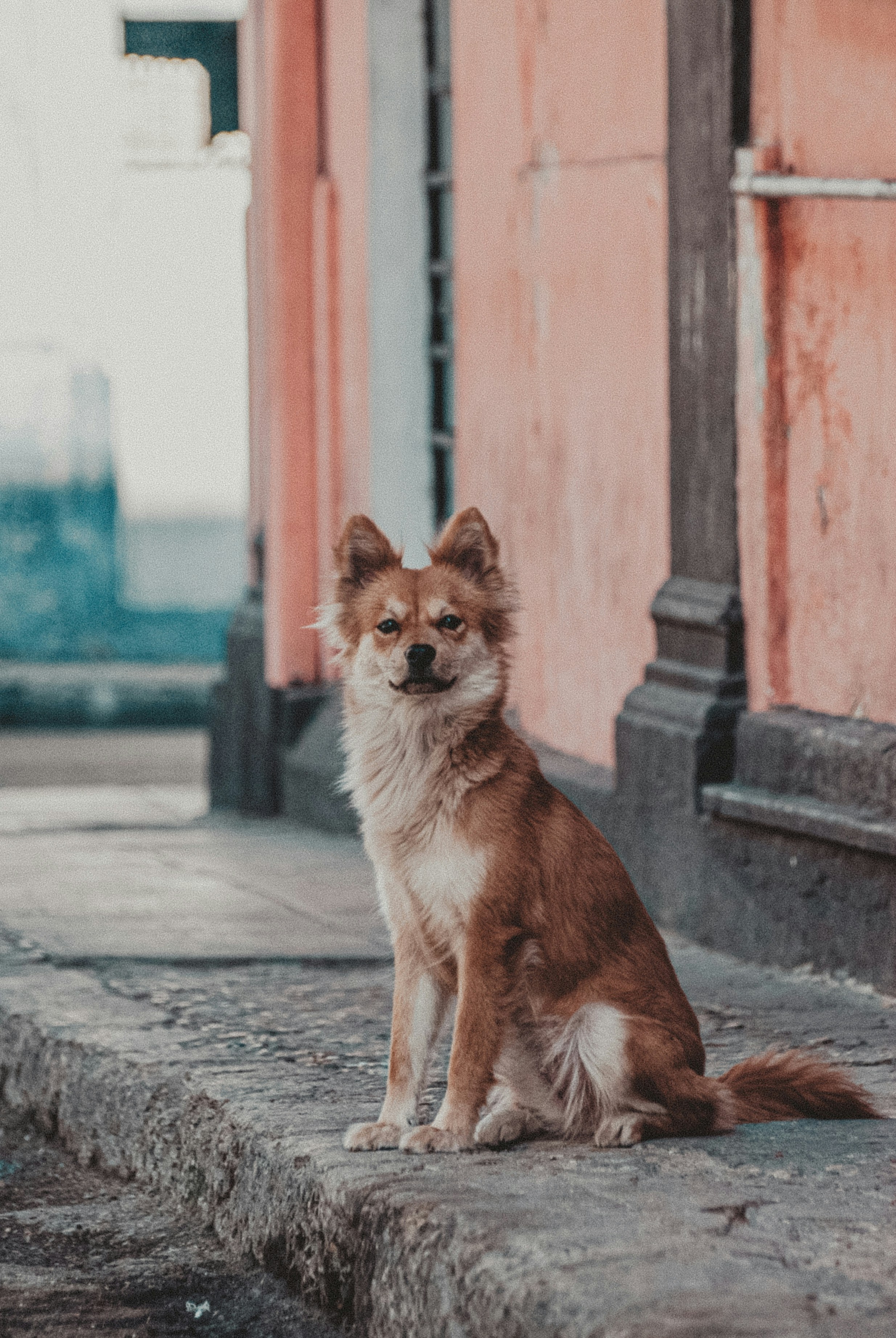 A fluffy dog sits on a stone pathway beside a colorful wall, exuding a sense of calm and curiosity.