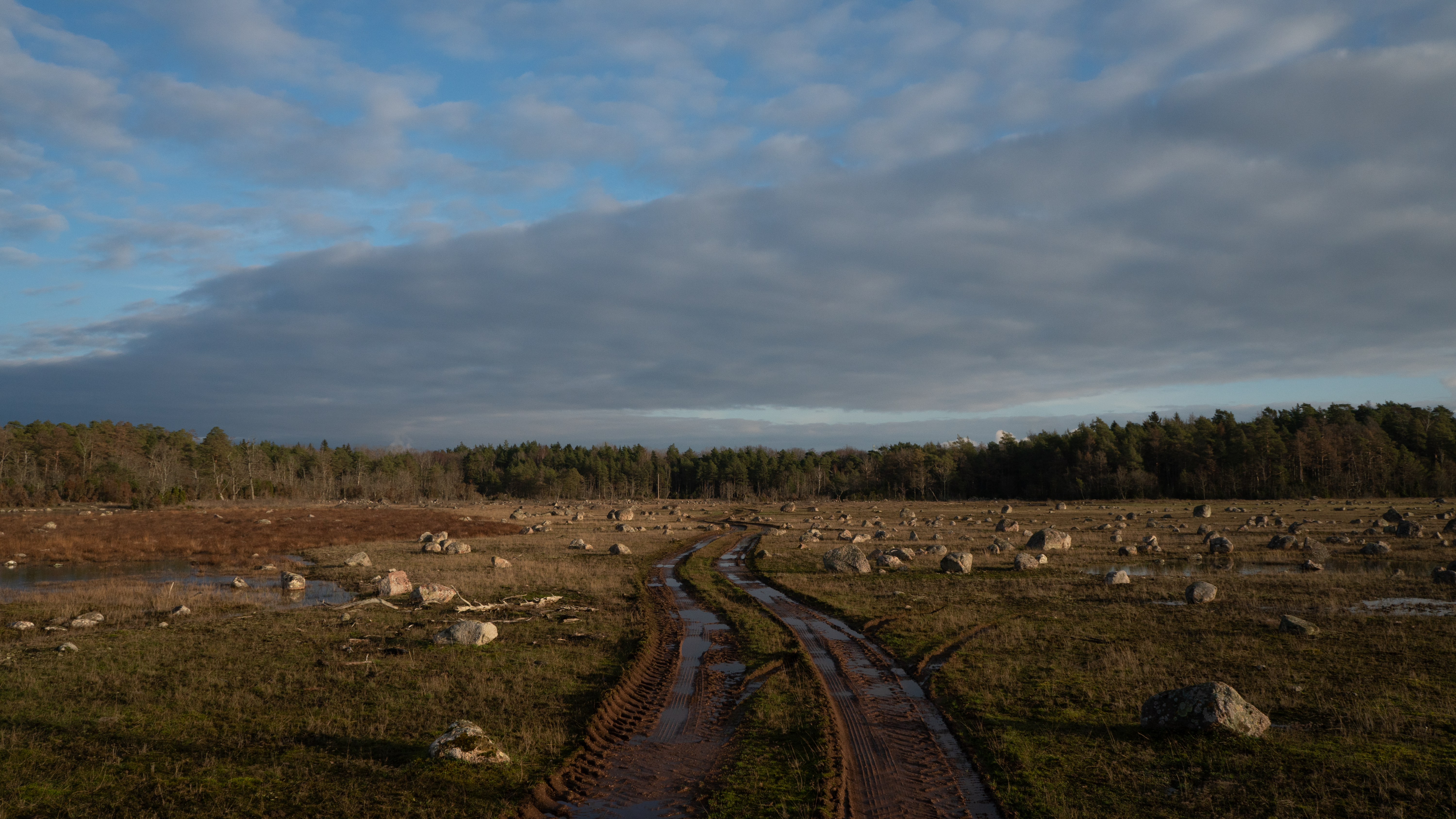 Rutted Dirt Track Toward a Distant Tree Line Under a Moody Sky