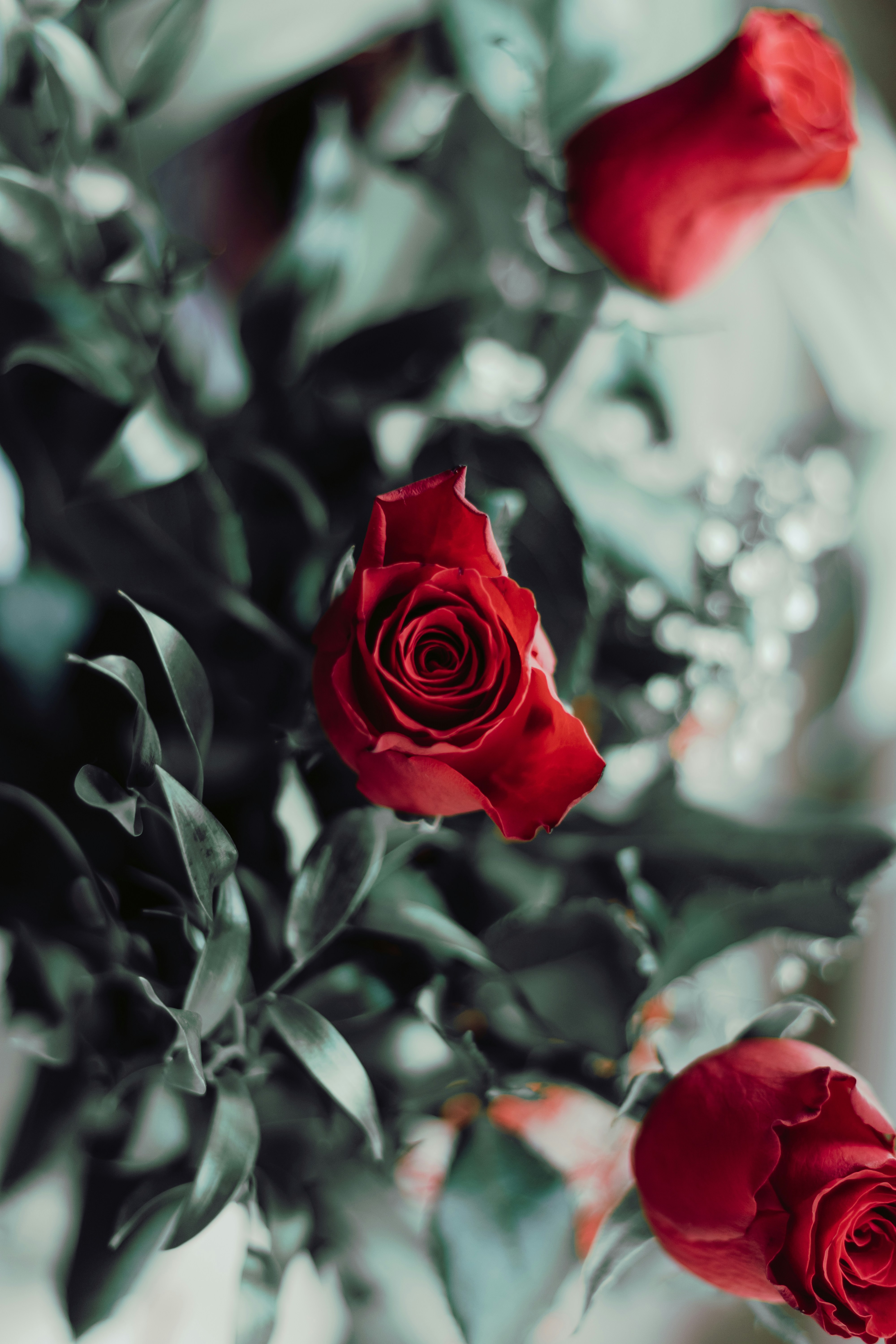 red rose in bloom close up photo