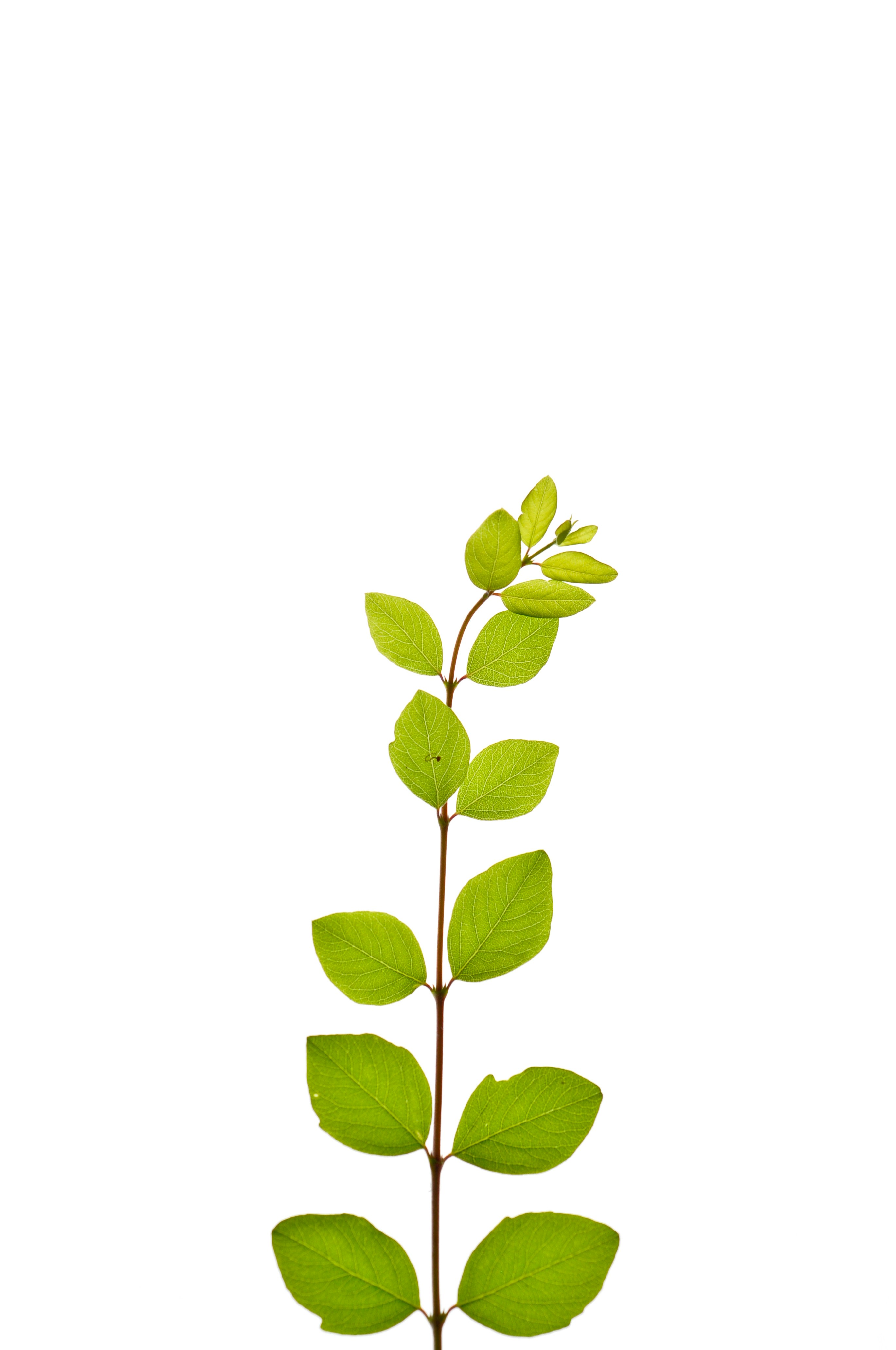 Emerald Axis: A Plant Stem Reaching Toward Light