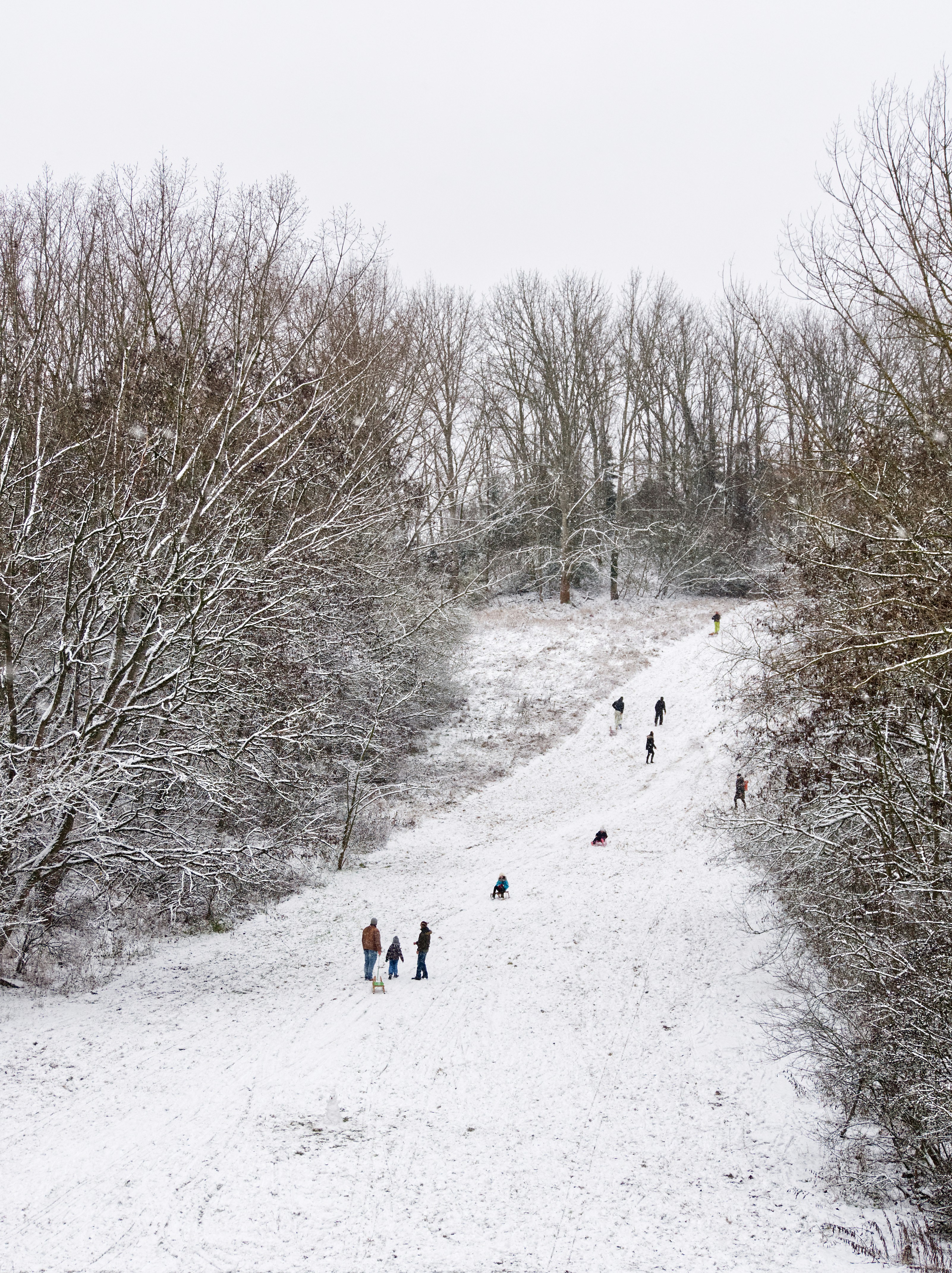 Children and families enjoying a snowy hill, sledding and playing among the trees. The scene captures the joy of winter activities.
