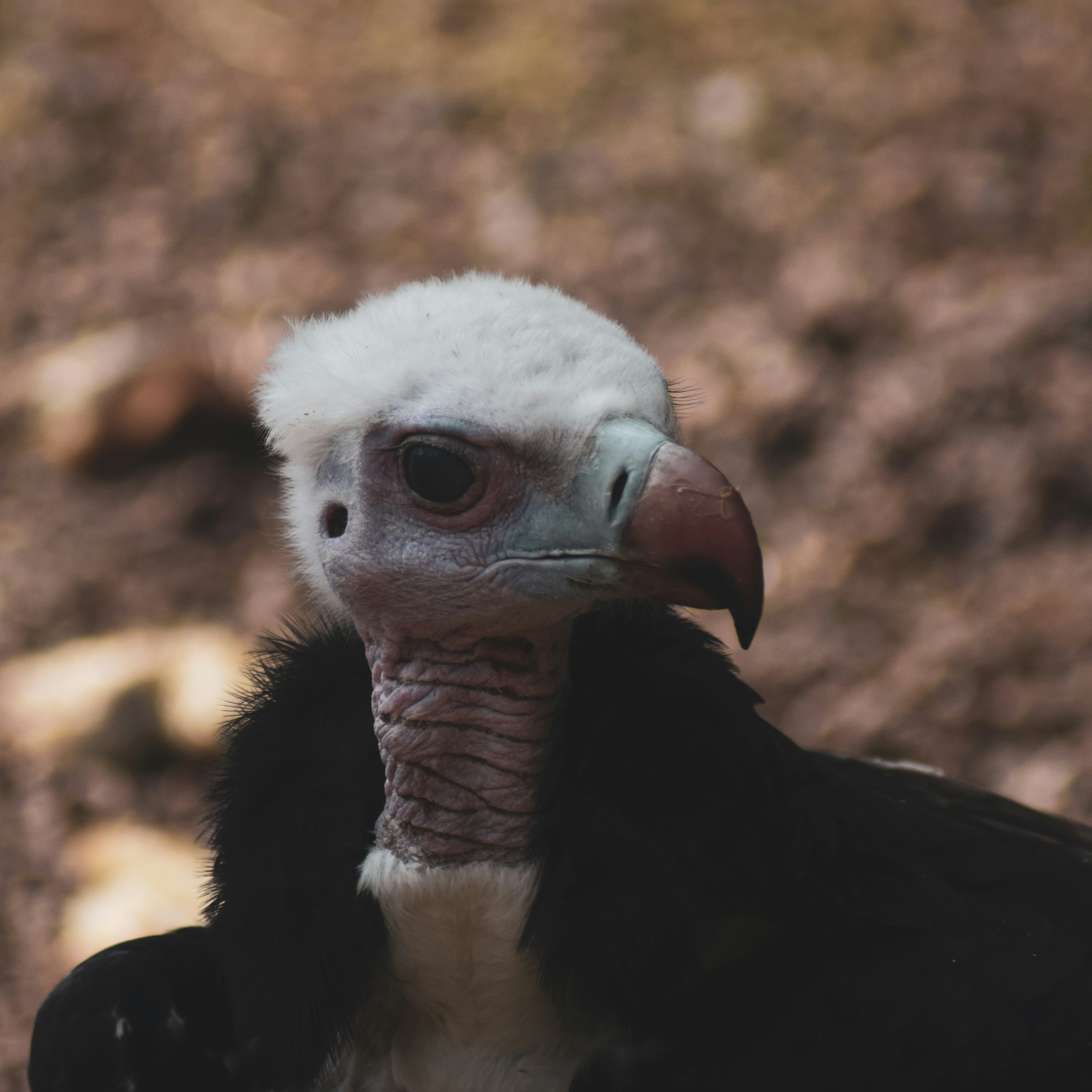 Close-up of a vulture showcasing its distinctive features against a blurred natural backdrop.
