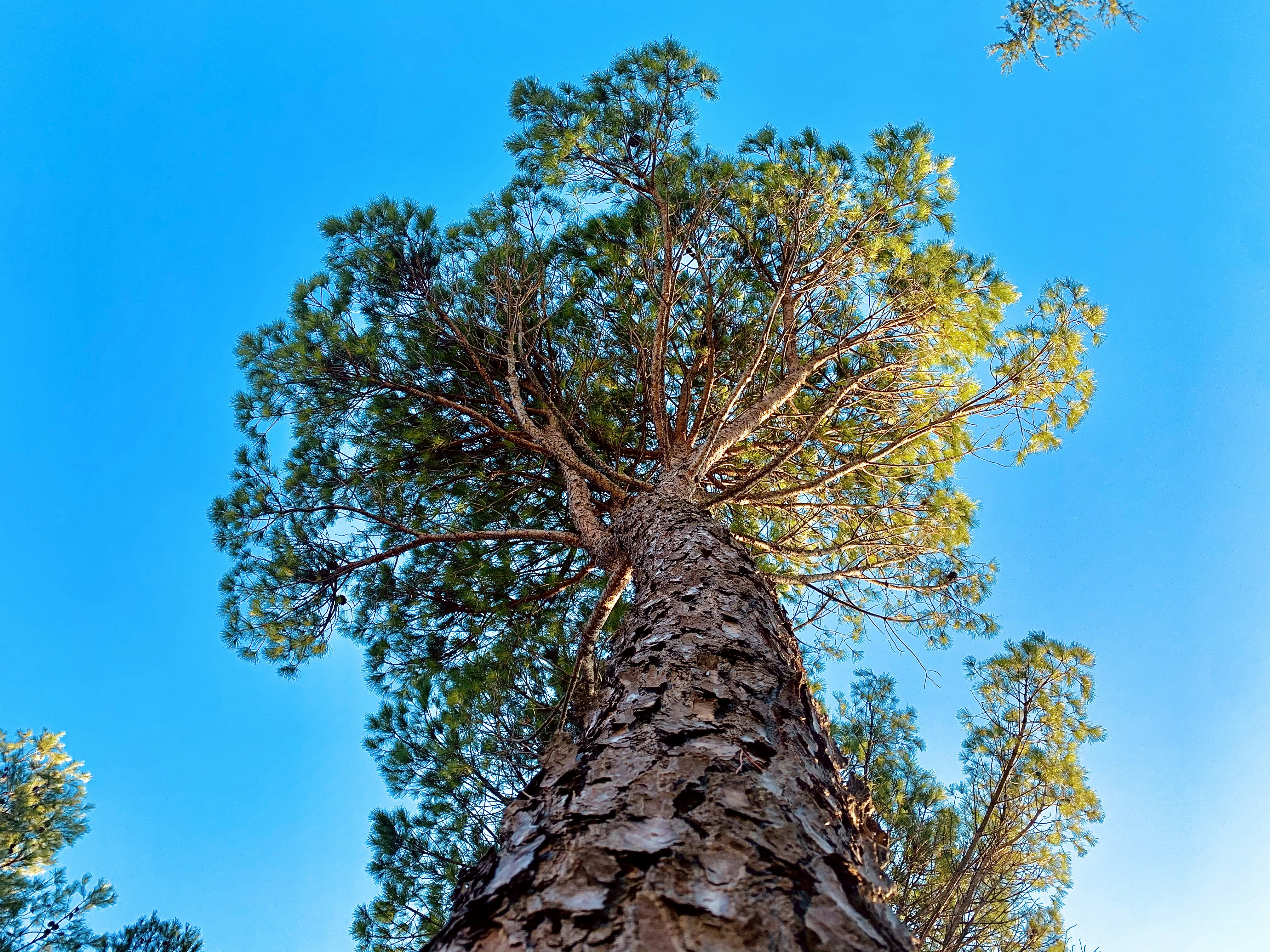 Upward view of a tall pine tree against a clear blue sky.