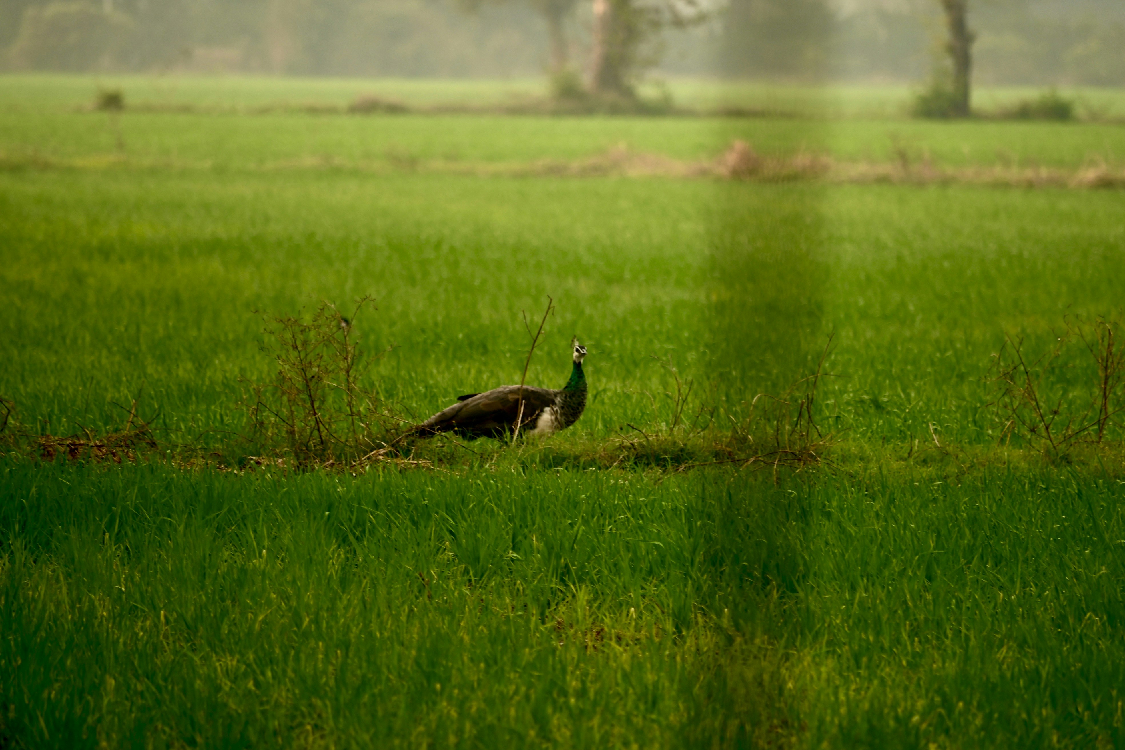 Peacock gracefully wandering through lush green rice paddies under soft morning light.