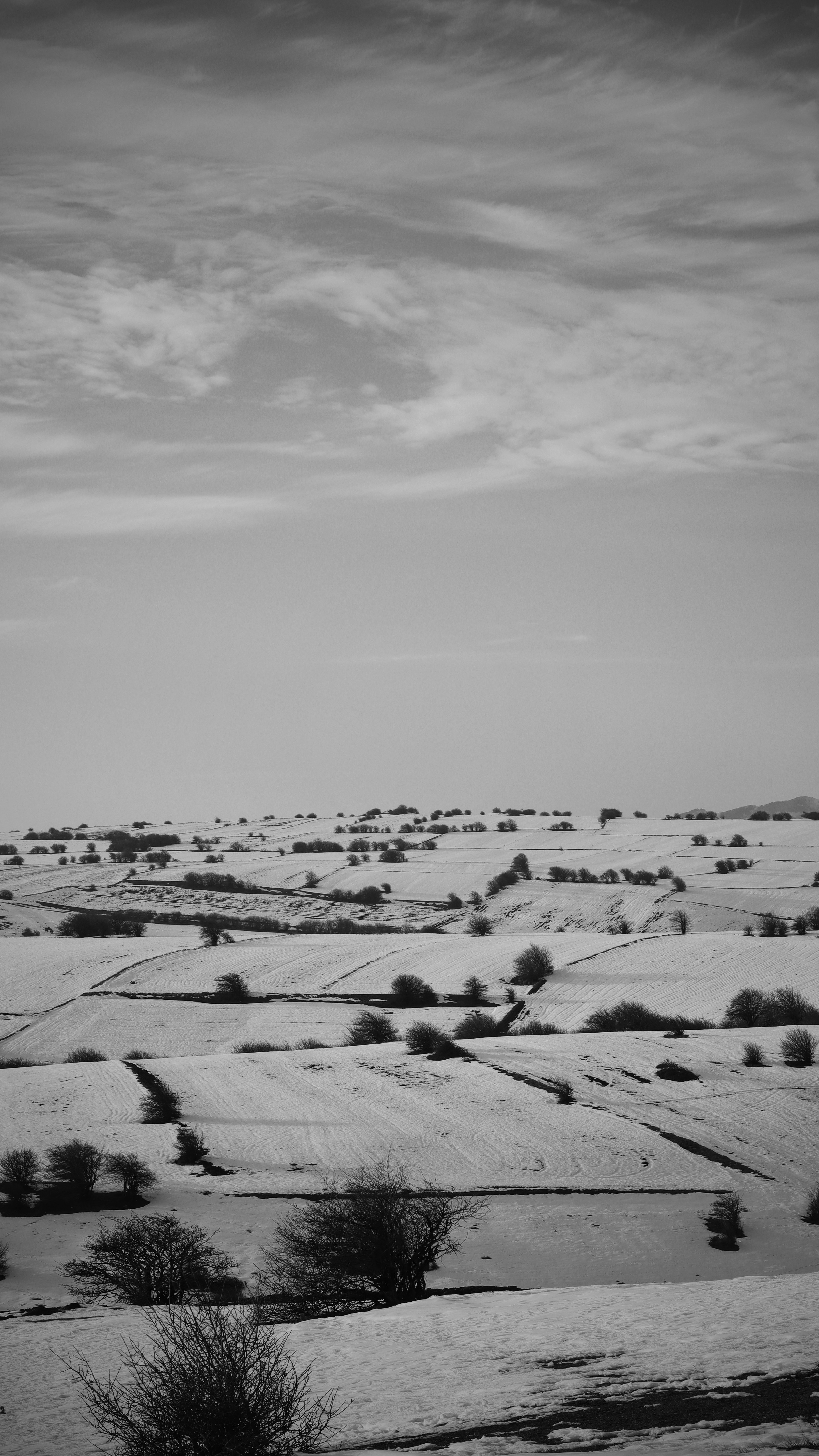 Monochrome Patchwork: Snowbound Fields and Silent Trees