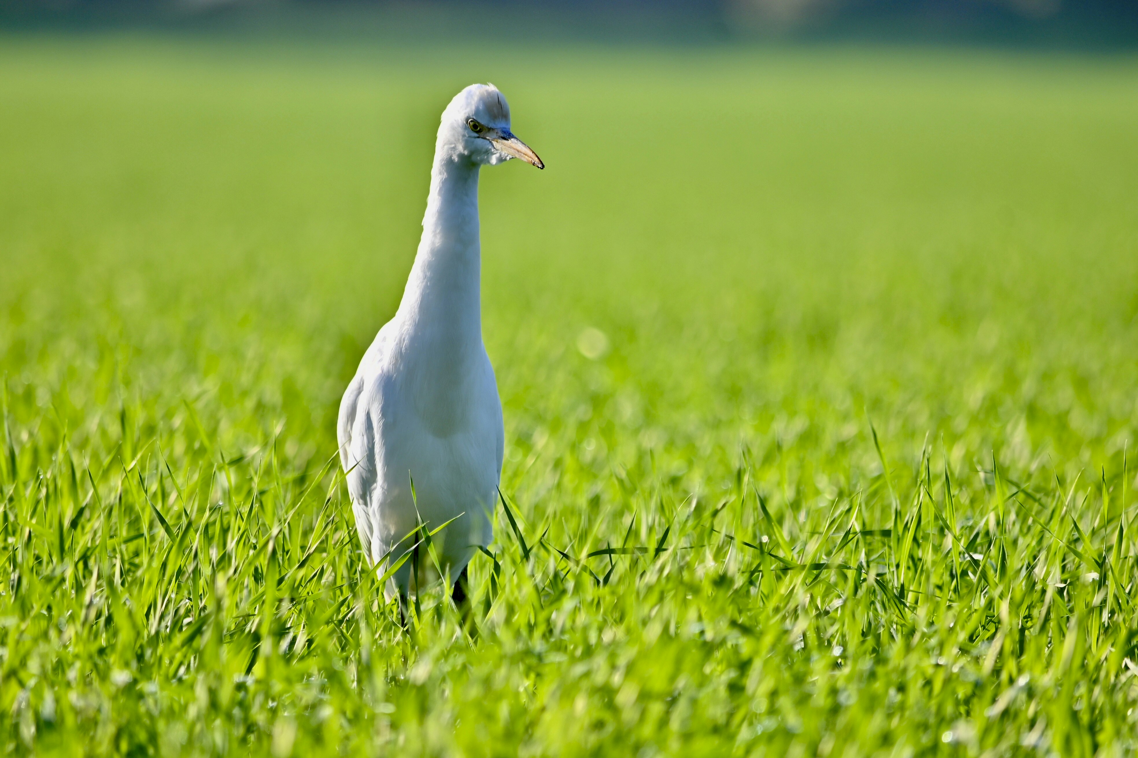 A white bird stands gracefully amidst lush green grass, embodying tranquility and nature's harmony.