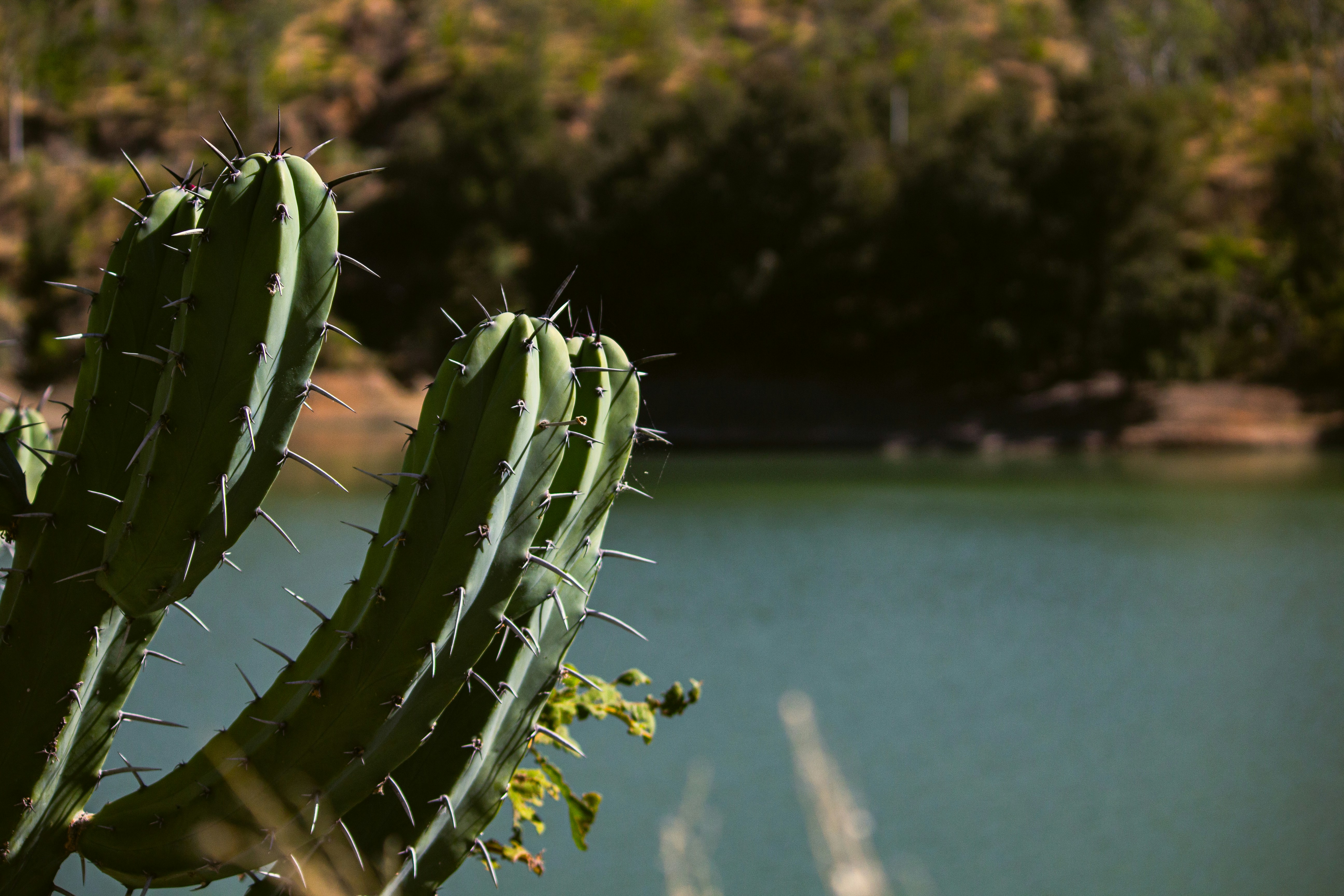 Cacti in the foreground with a tranquil blue lake and blurred greenery in the background.
