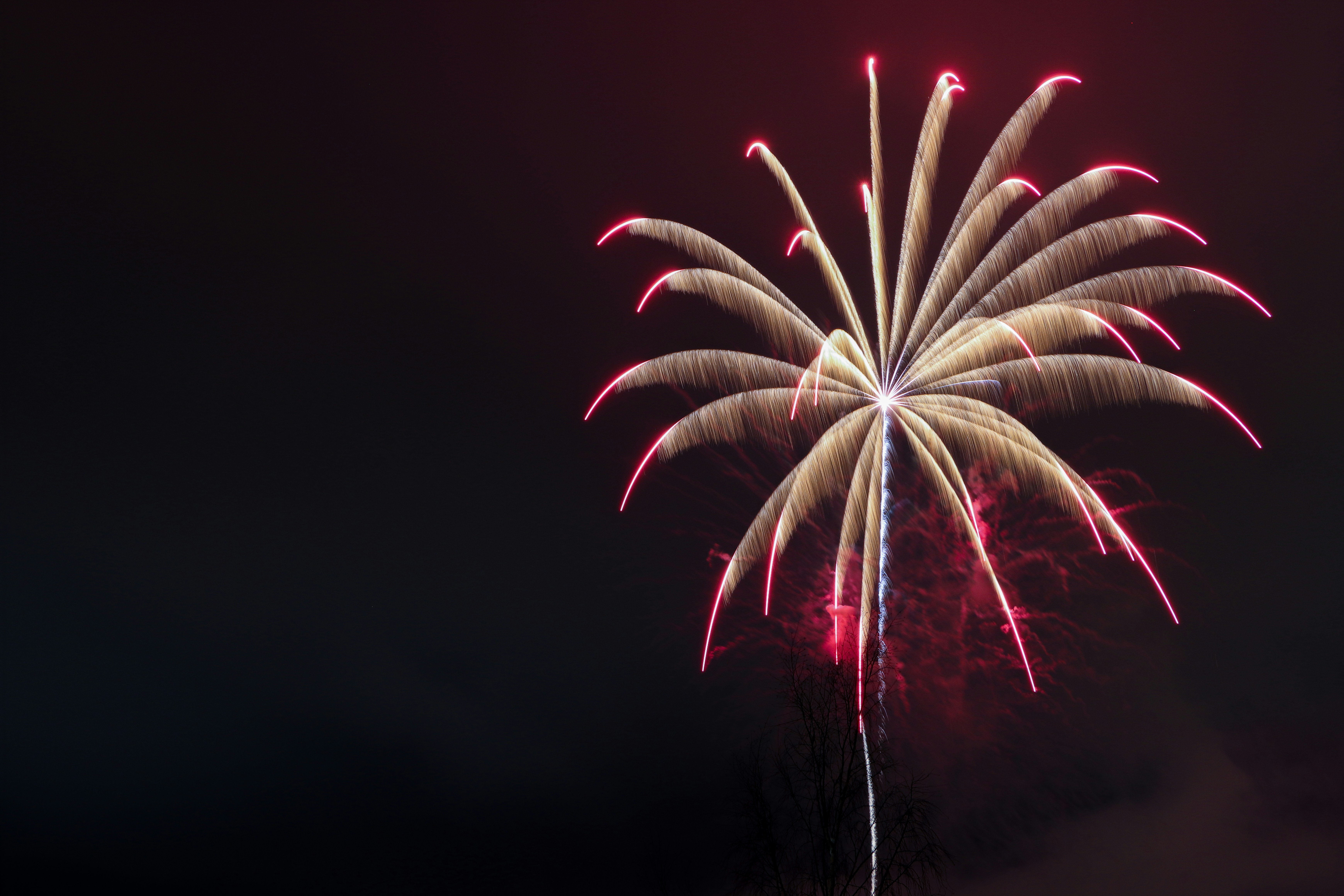Crimson Burst: A Night Sky Flower Unfurling