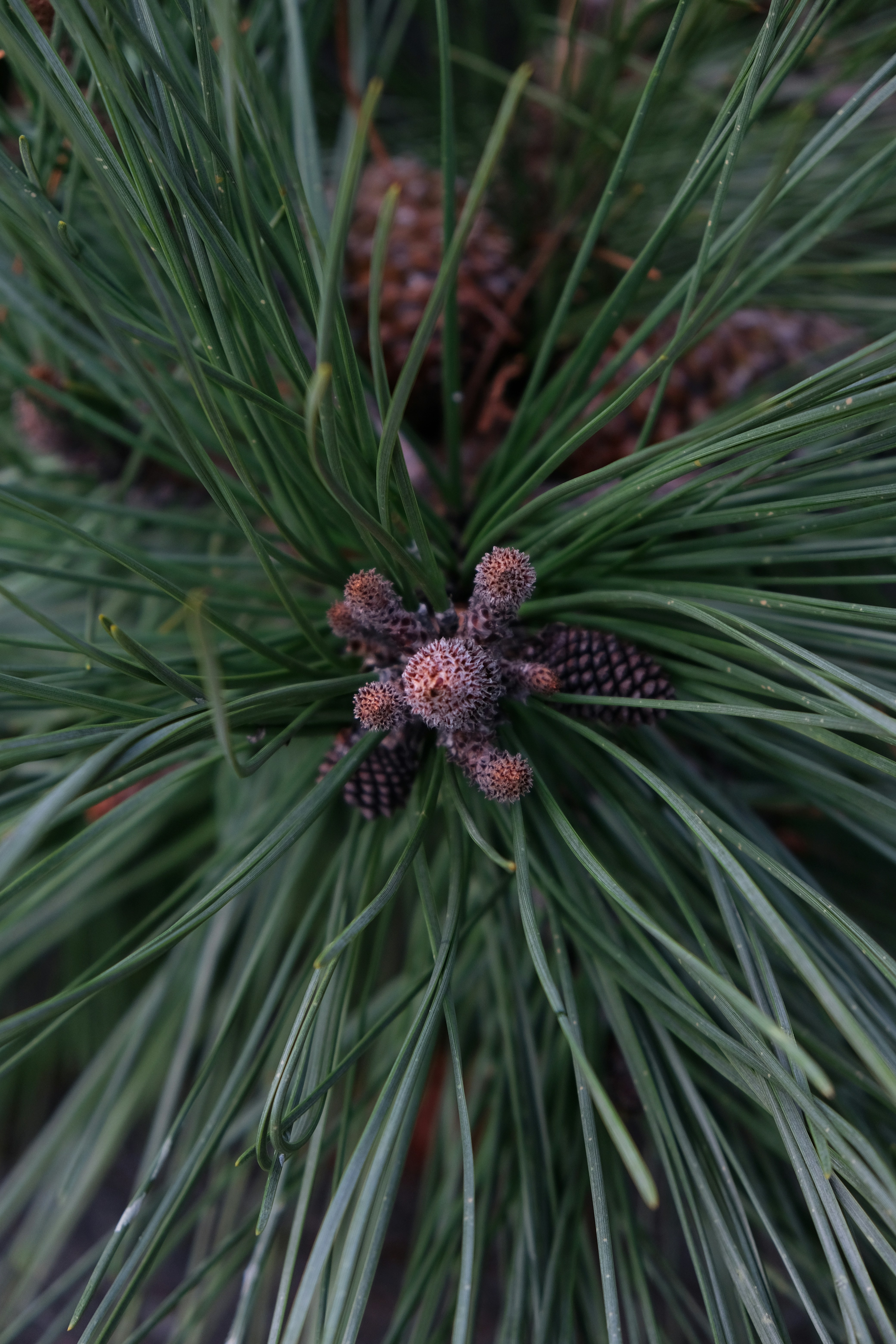 Center Crown: A Macro Portrait of Pine Needles and Buds