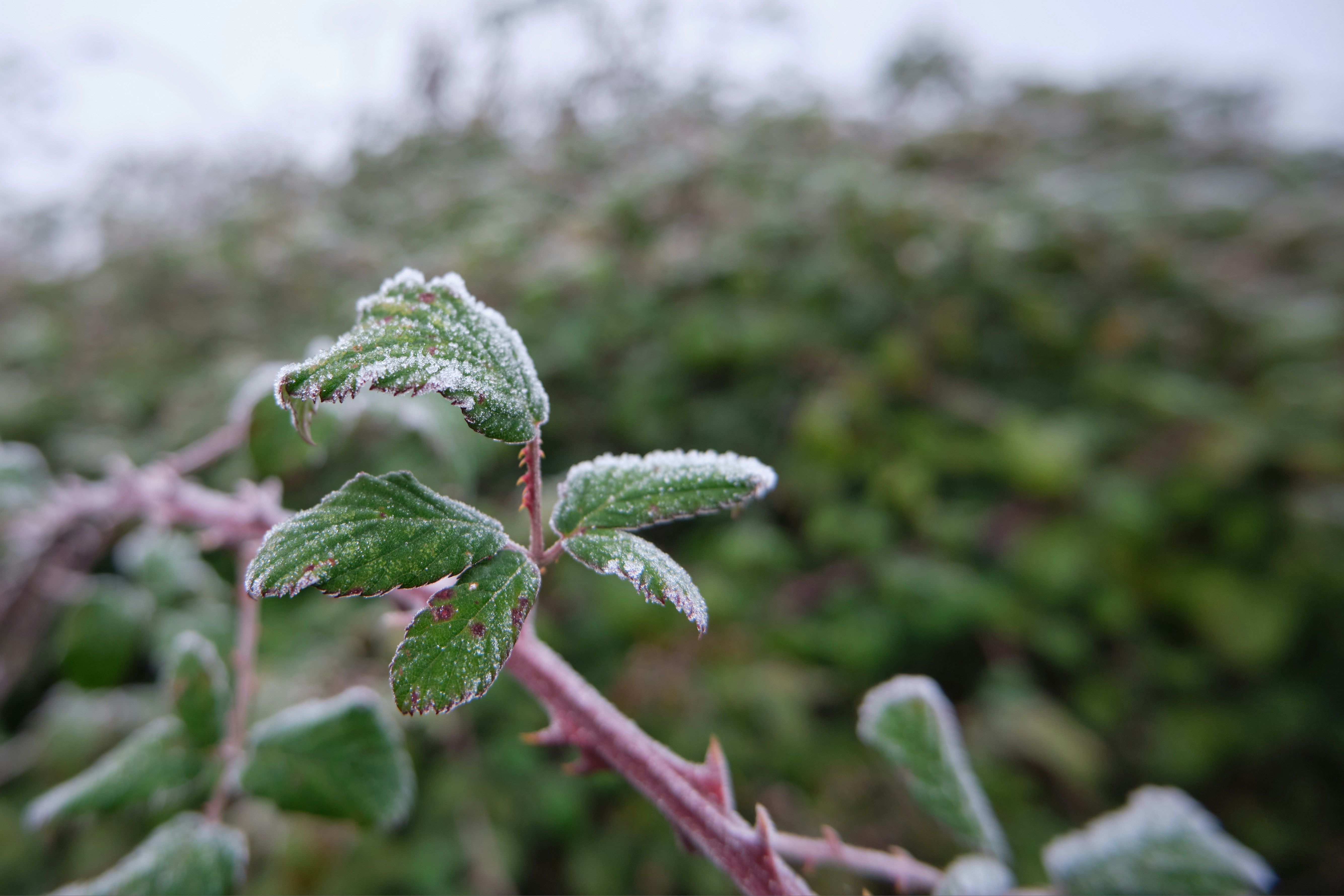 Frosted Tenderness on a Frost-Kissed Leaf
