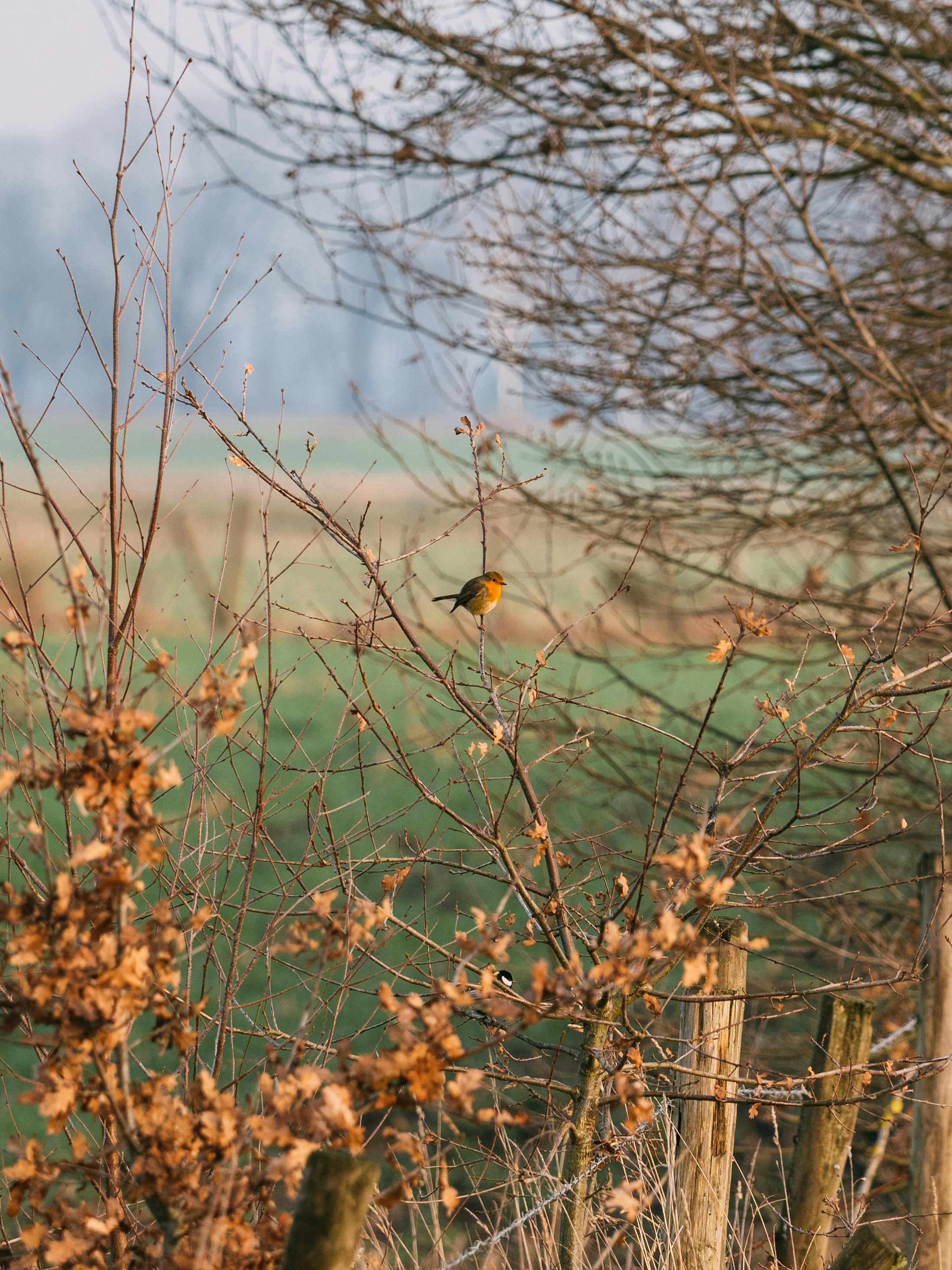 brown and orange bird on brown tree branch during daytime
