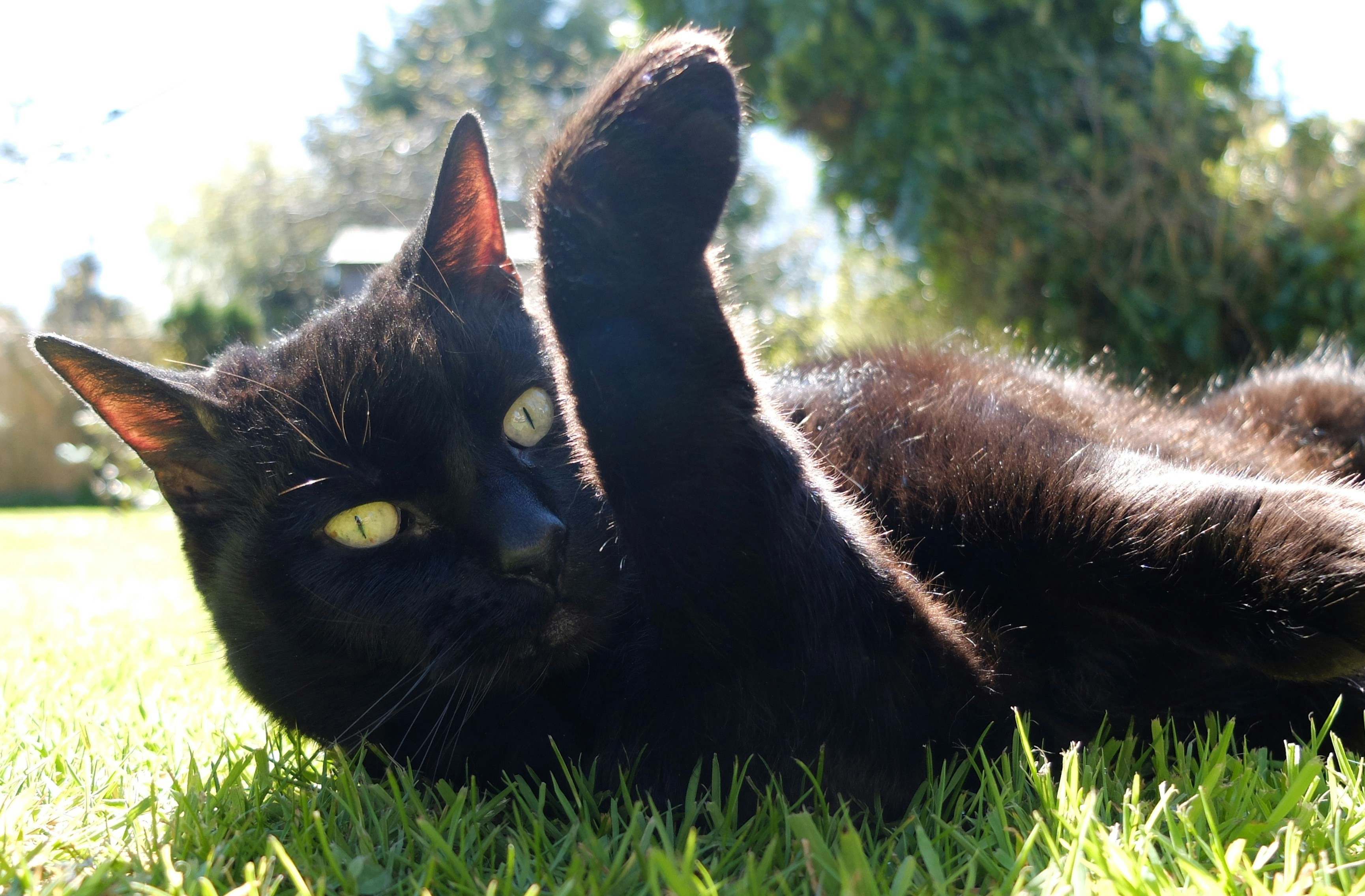 Black cat lounging on lush green grass, playfully raising a paw under bright sunlight.
