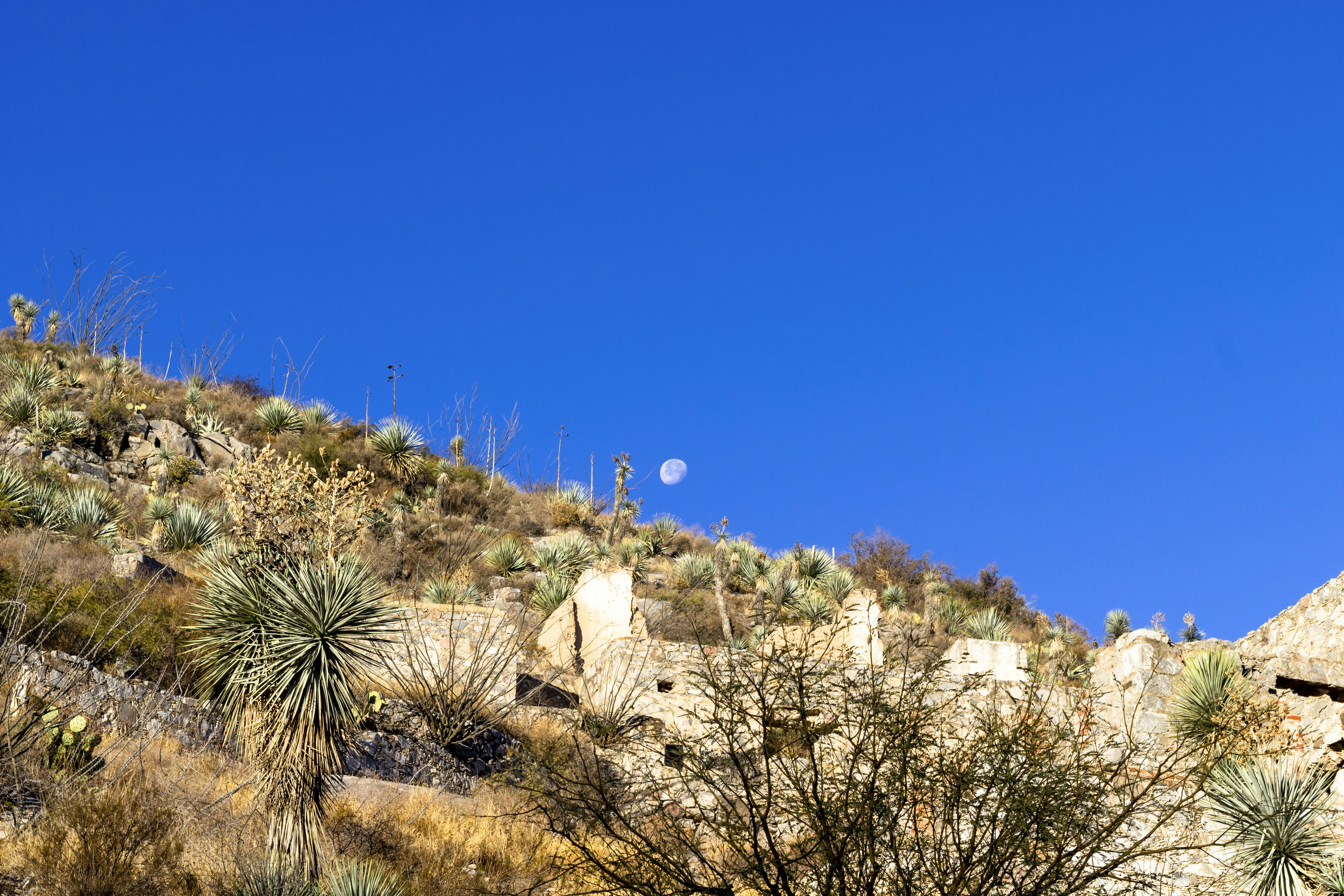 Moon over the Desert Ridge: A Quiet Arc of Cacti and Stone