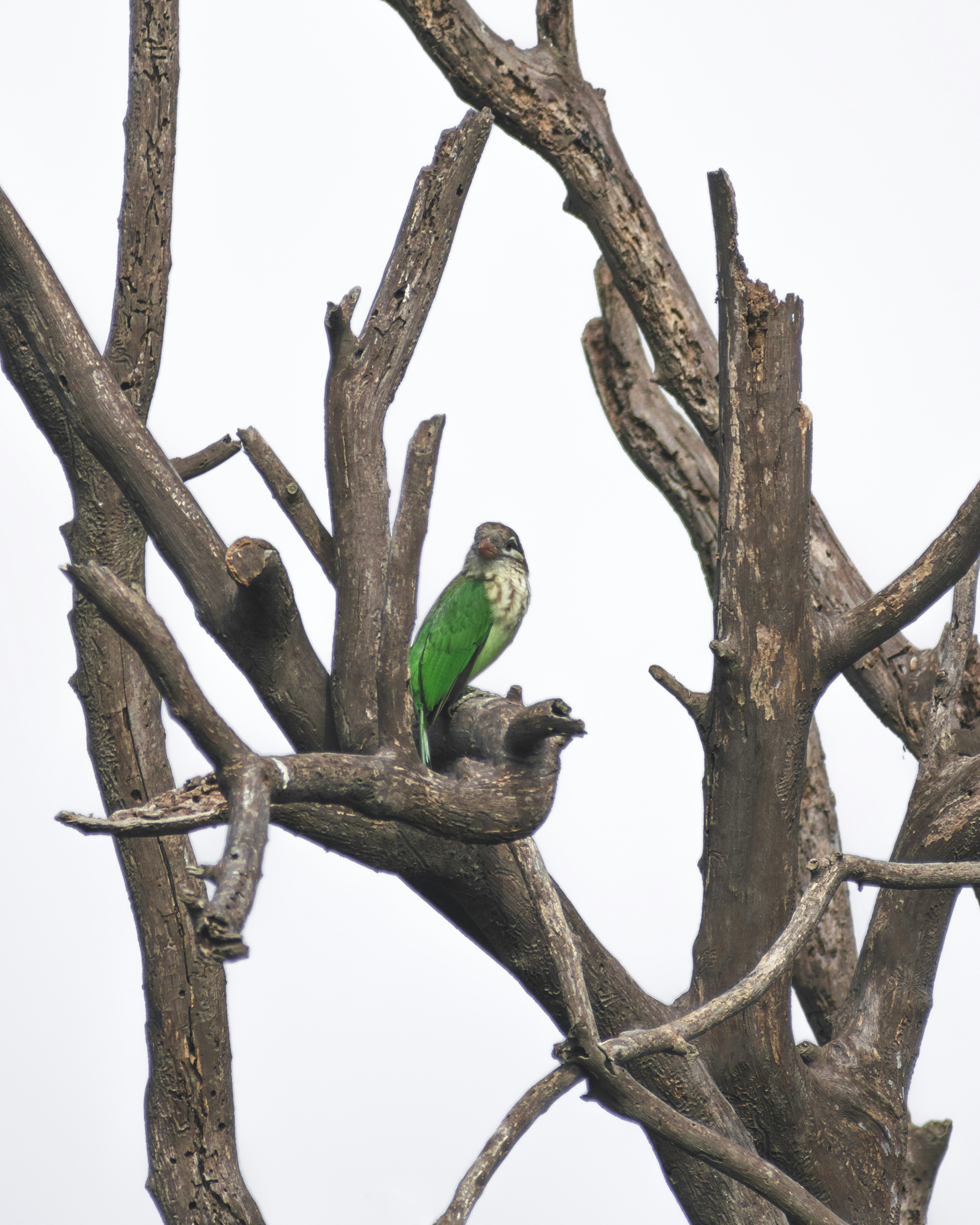 A vibrant green parrot resting on a gnarled branch of a leafless tree, set against a soft white background.