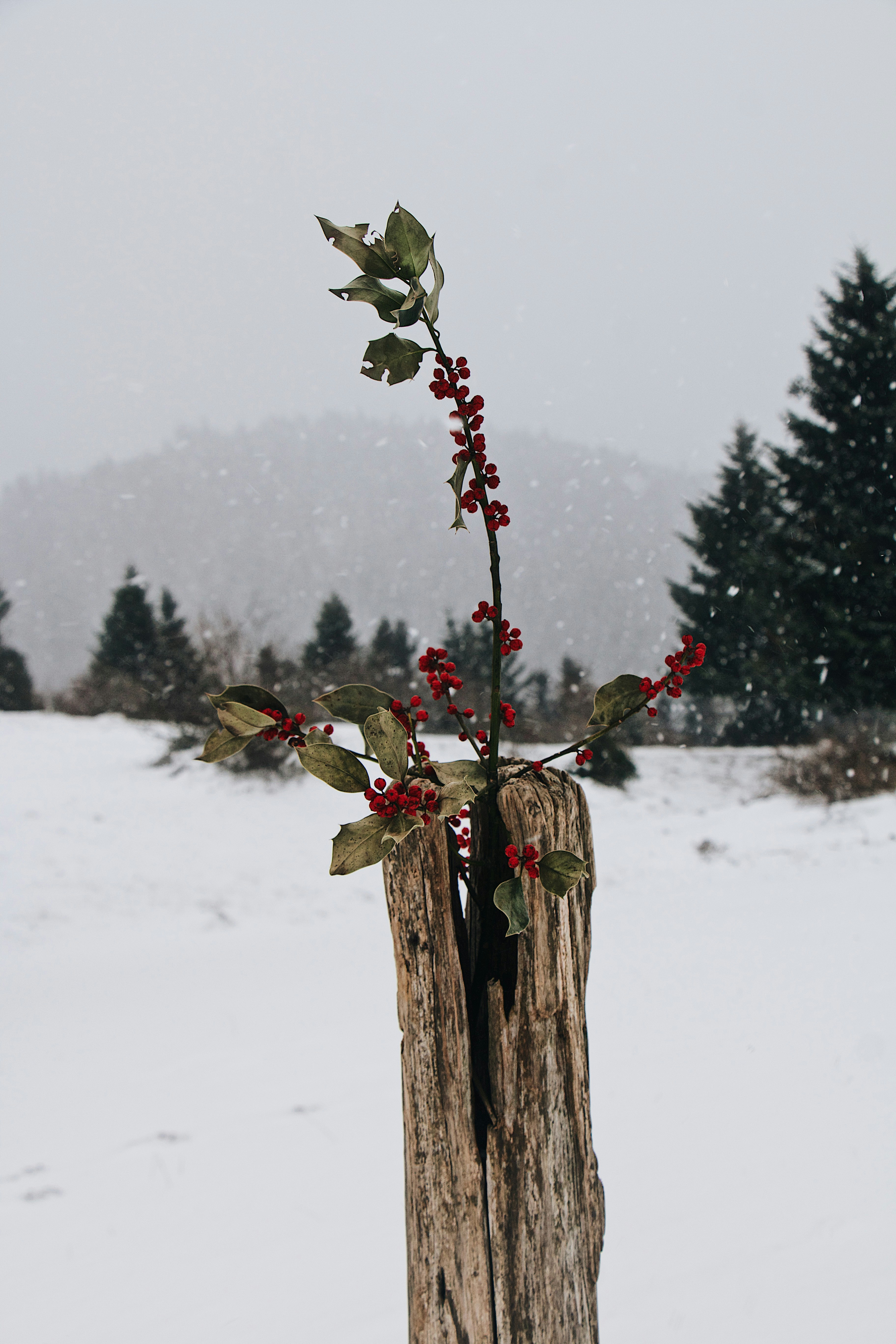 A sprig of holly with vibrant red berries and green leaves emerges from a weathered wooden post, set against a snowy landscape and misty mountains.