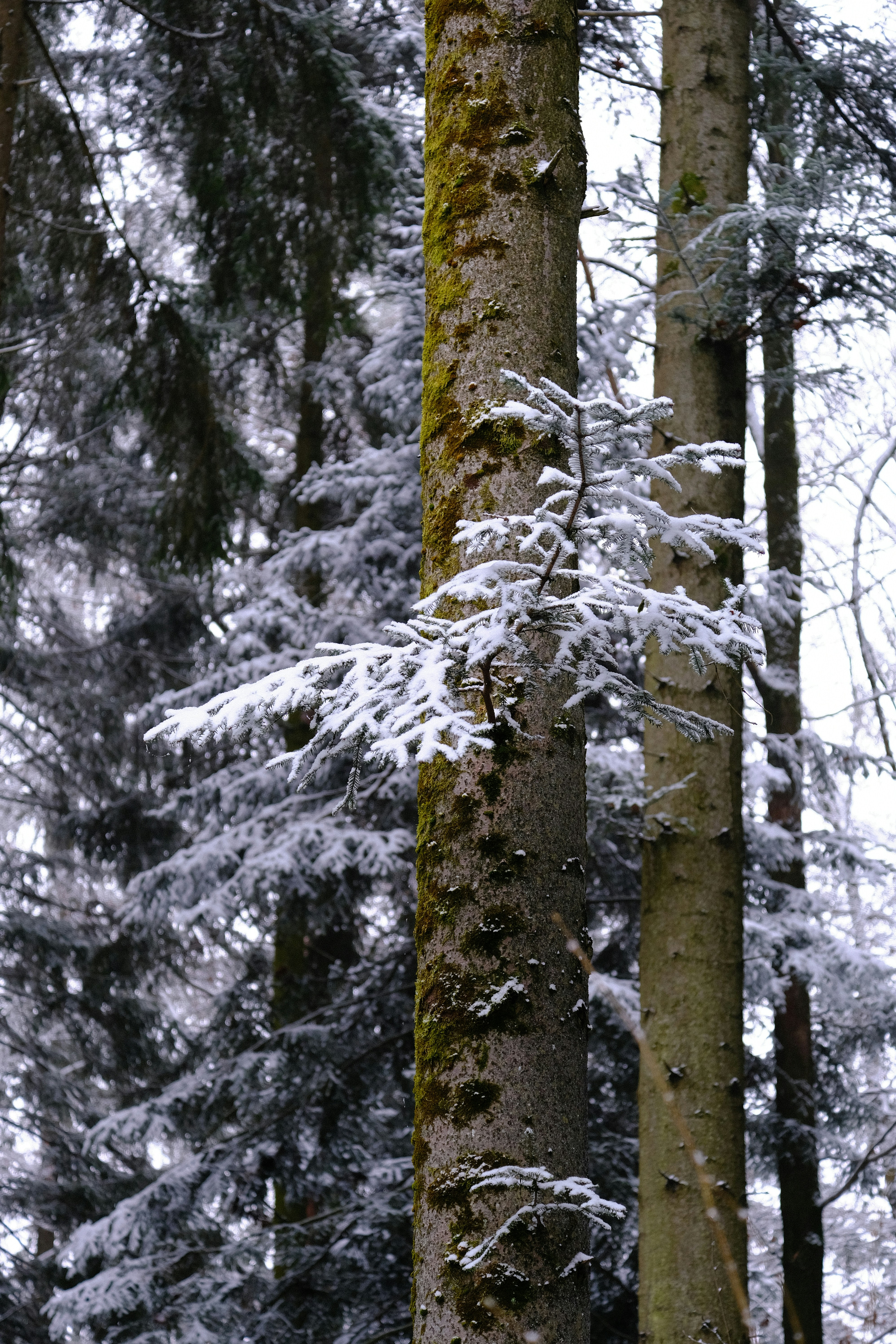 Moss-Sheathed Trunk Pierces Snow in a Quiet Winter Forest