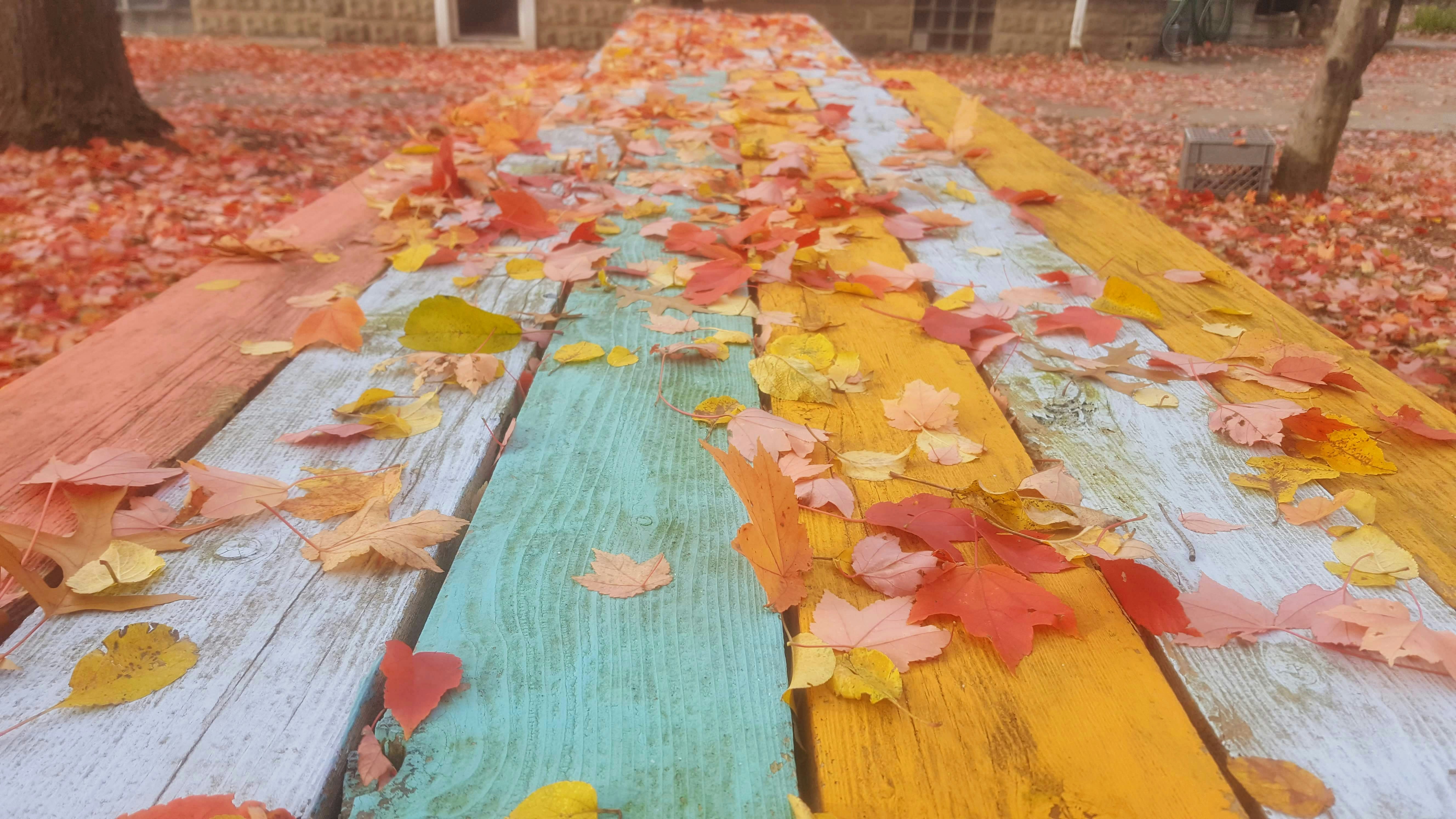 Autumn Palette on Weathered Planks