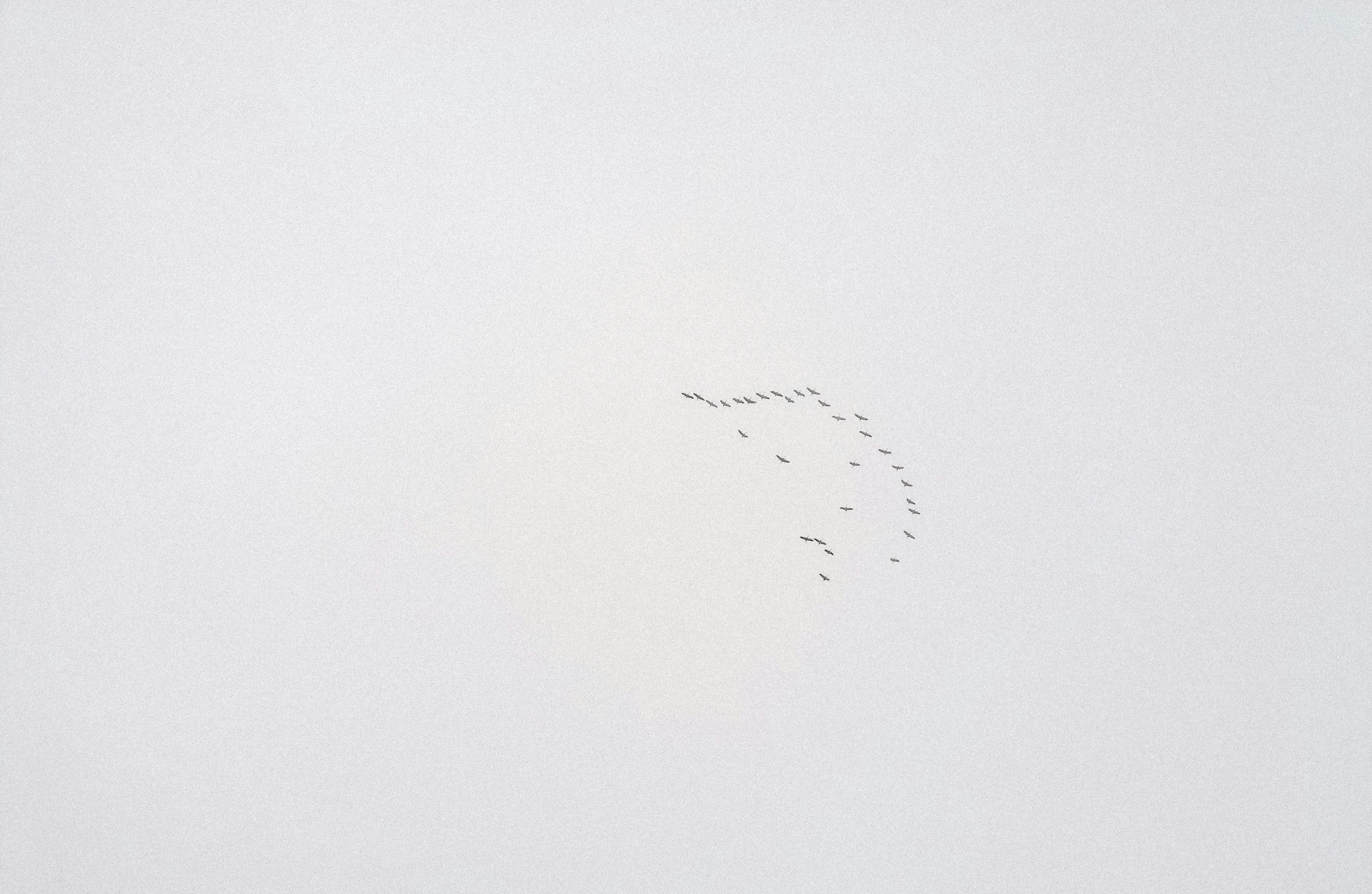 Arc of Flight Across a Blank Sky