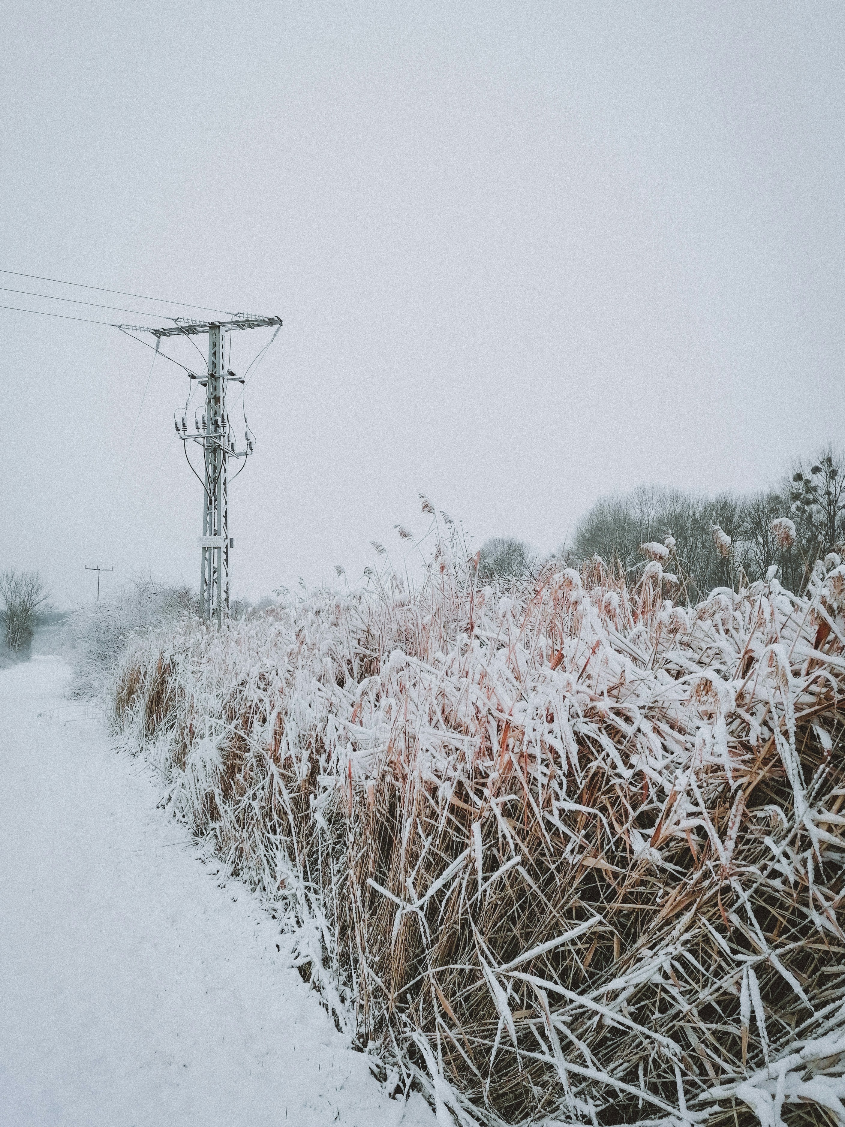 brown grass covered with snow during daytime