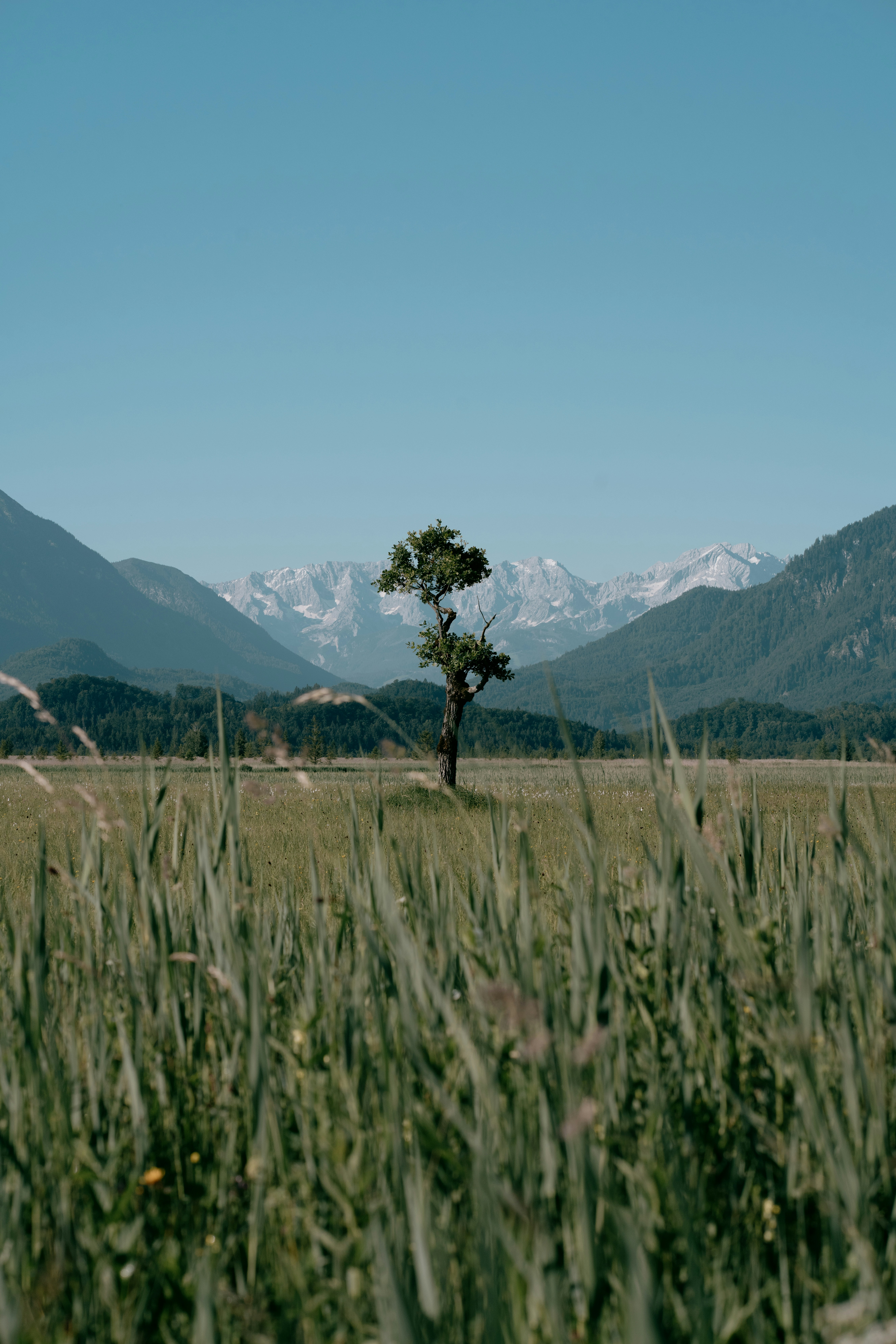 Solitary Tree on the Alpine Plain with Snow-Dusted Peaks