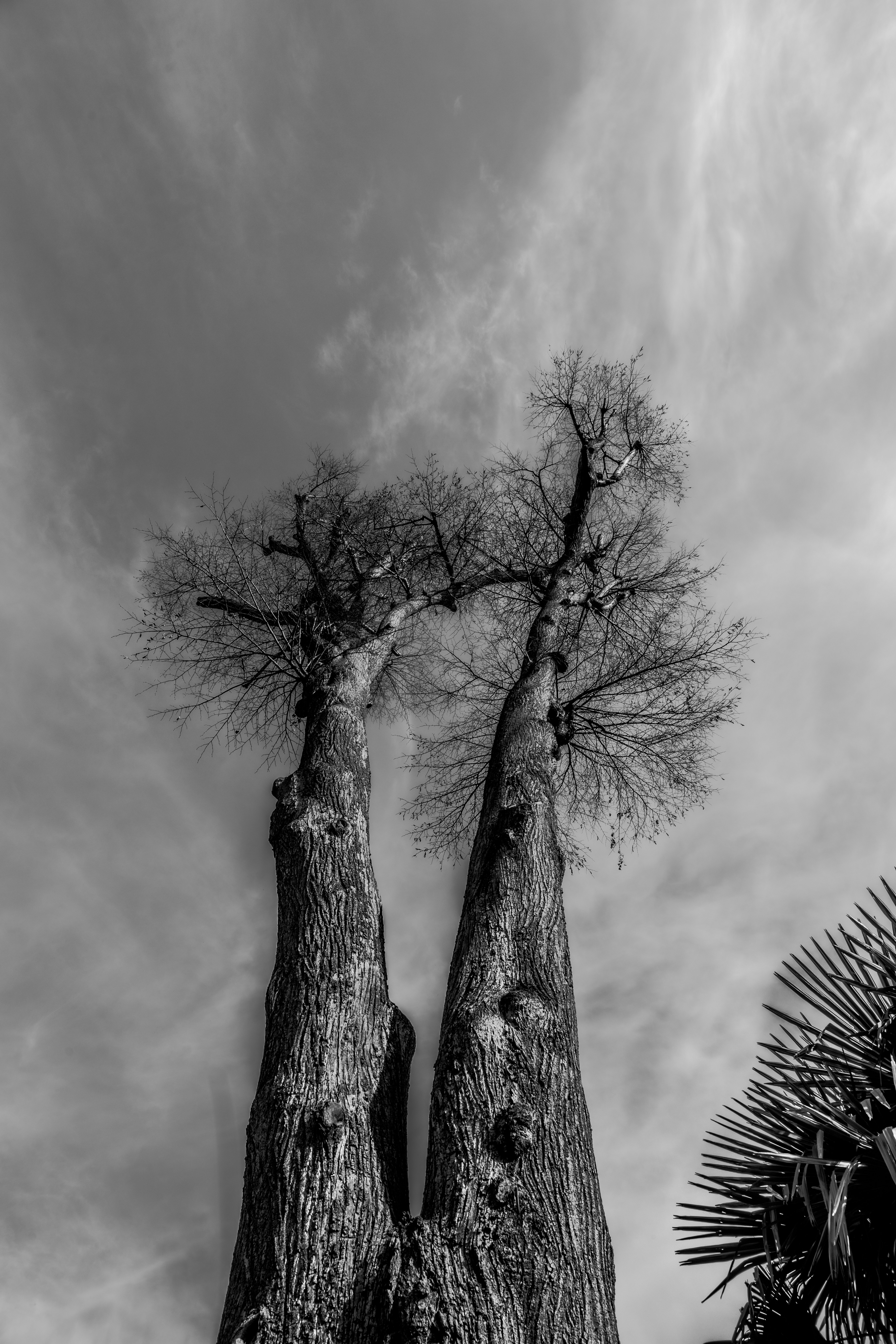 Trees | 6 best free tree, i̇stanbul, turkey and tree trunk photos on ...