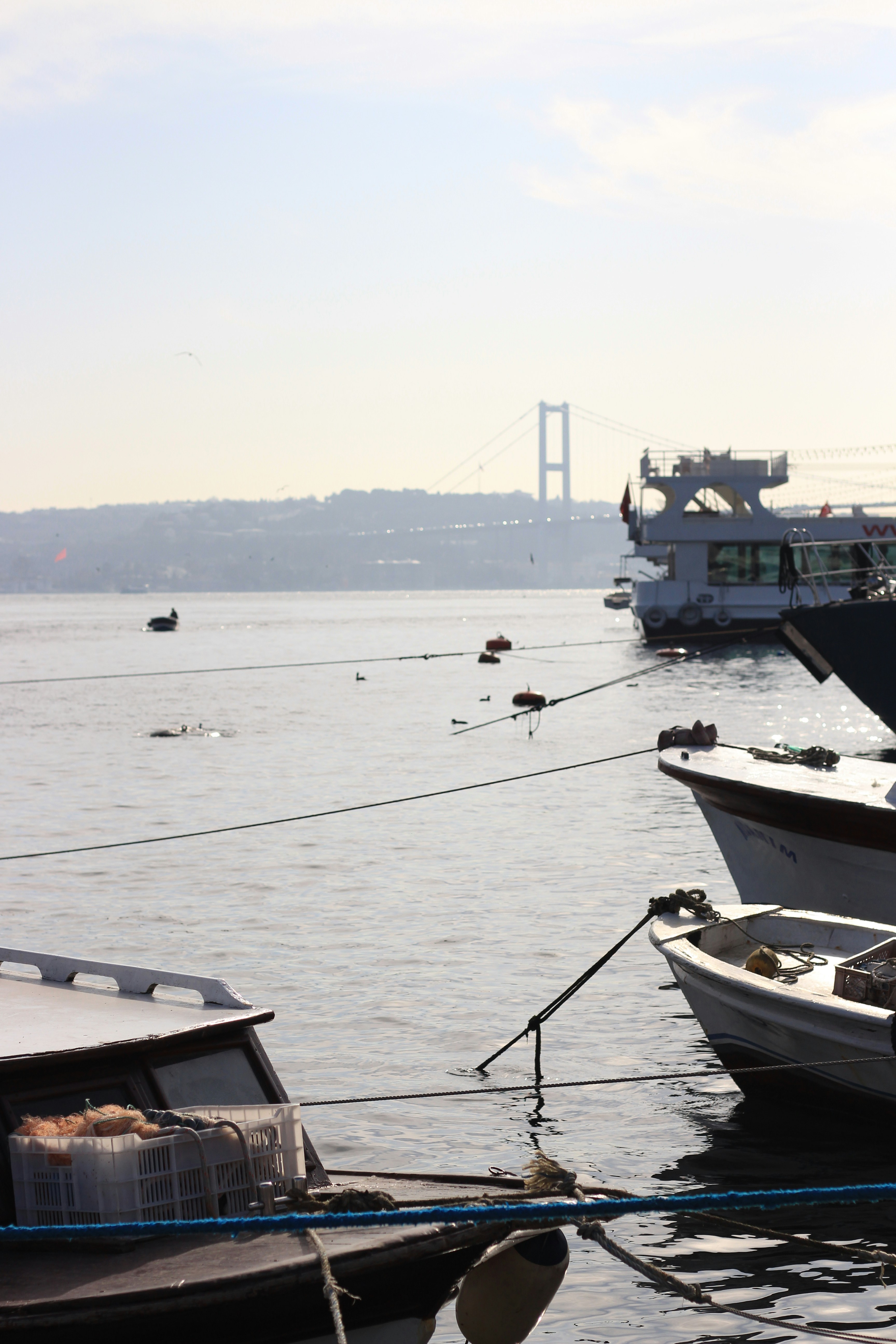 Harbor Life Under a Distant Span