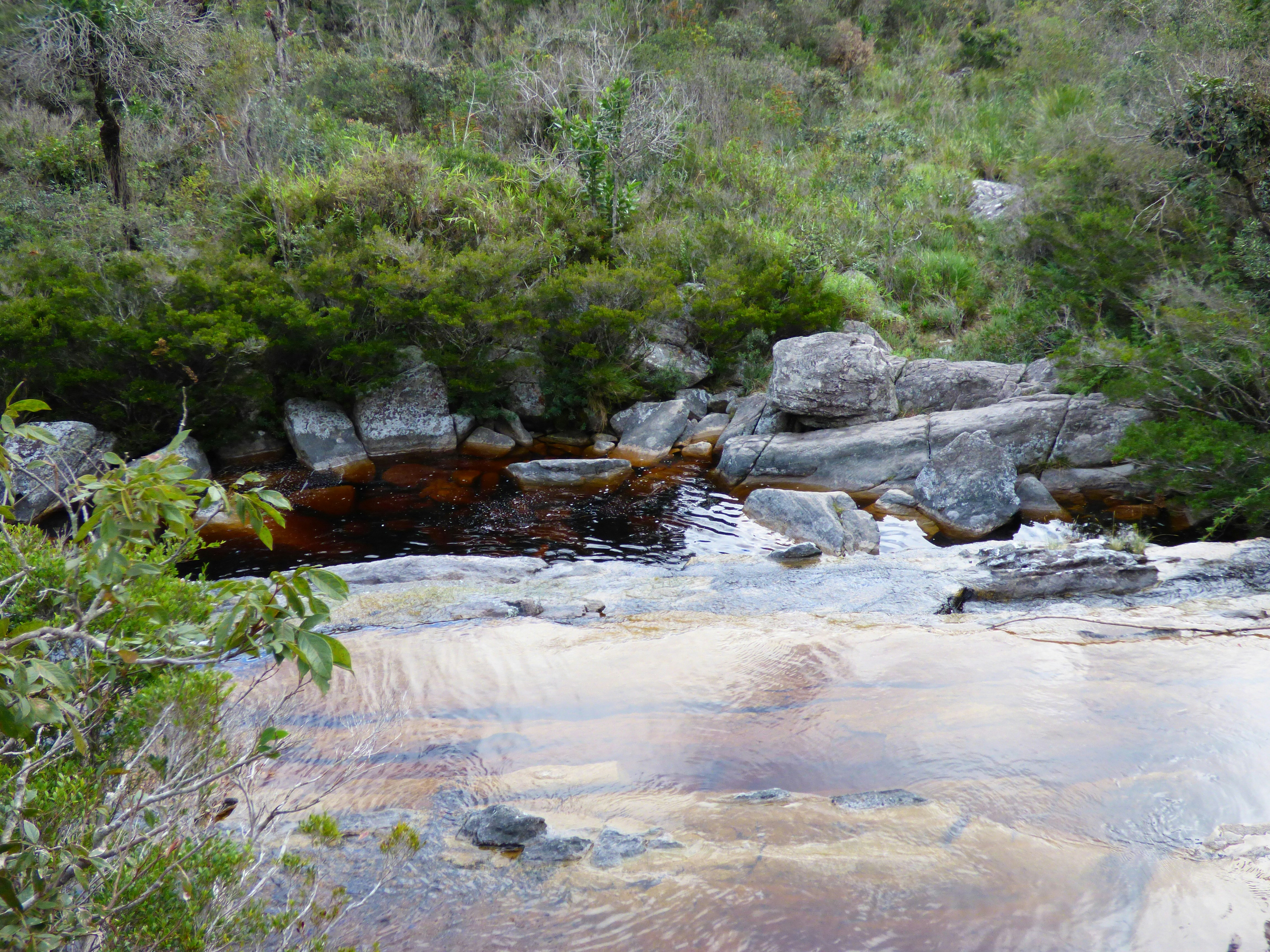 Gentle stream flowing over rocks surrounded by lush greenery and dense foliage.