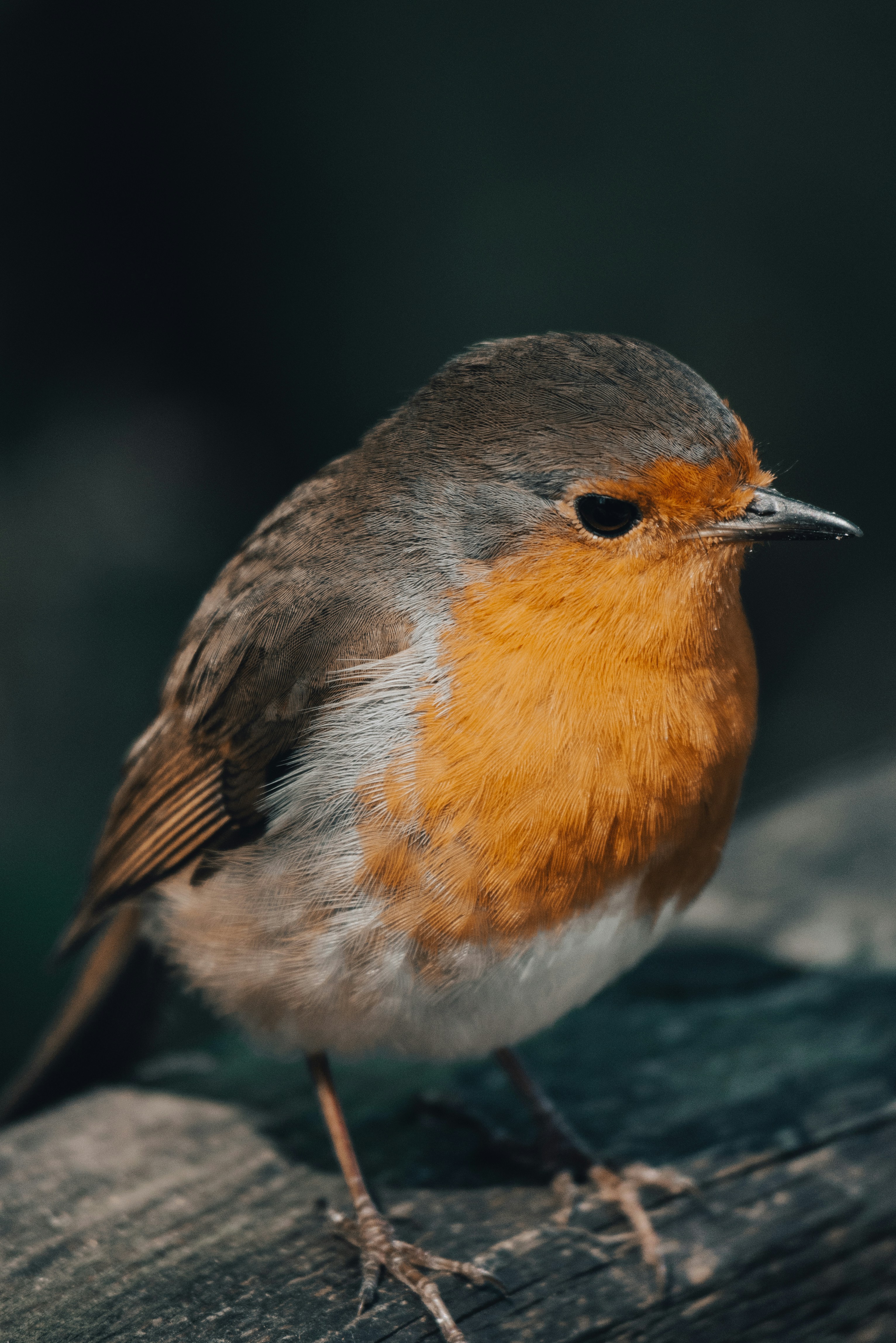 The Vibrant Guardian of the WoodsJonny Gios