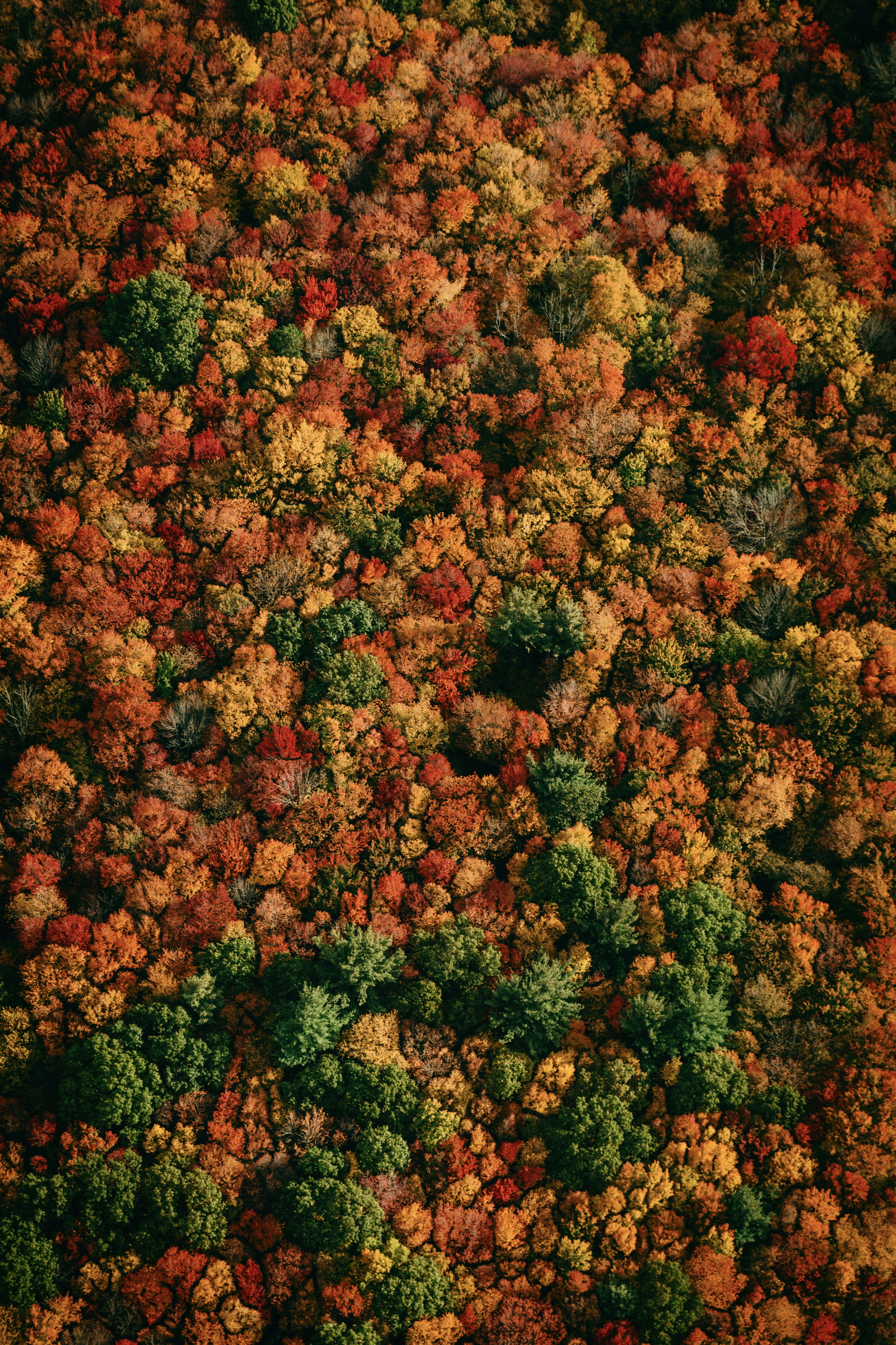 Overhead view of fall foliage  | red and green leaves on ground